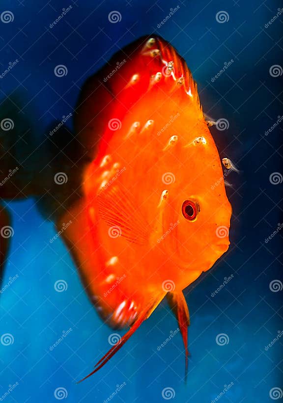 Discus fish with fry stock image. Image of animal, aquarium - 3830827