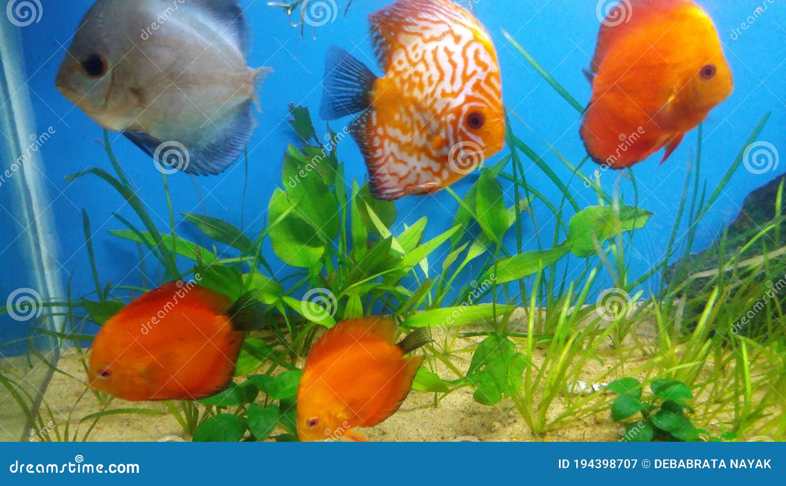 Discus Fish in Indian Aquarium Stock Image - Image of decorative ...