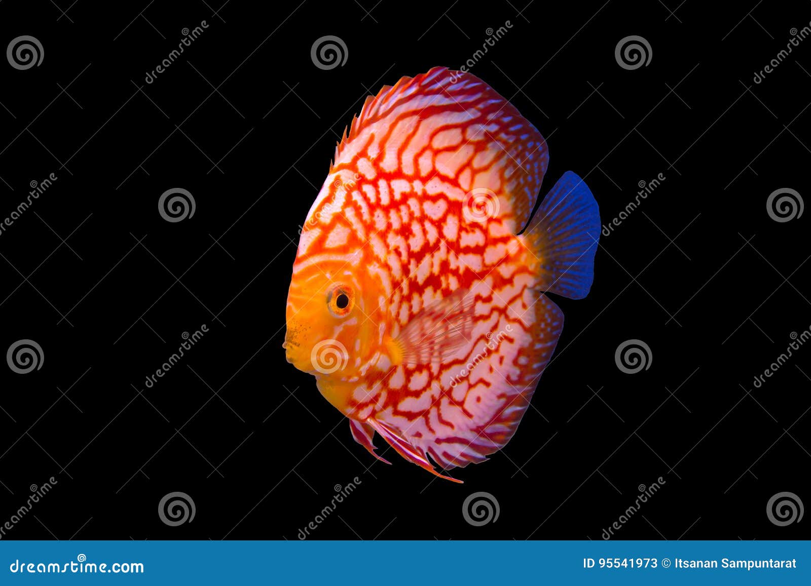 Discus Fish Isolated in a Black Background Stock Image - Image of ...