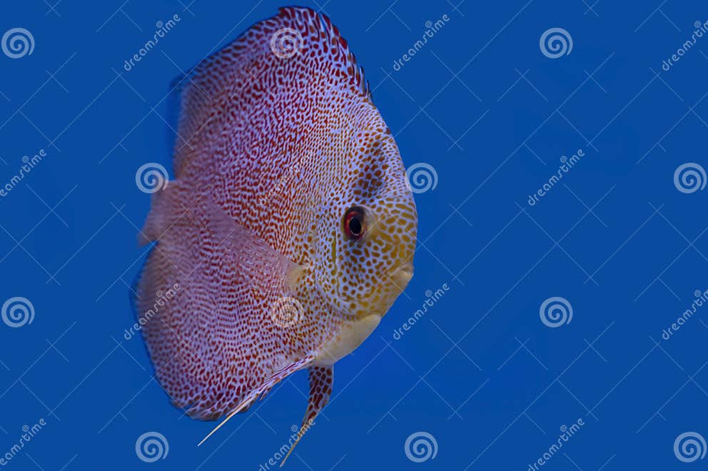 Discus Fish Isolated on a Blue Background Stock Image - Image of discus ...