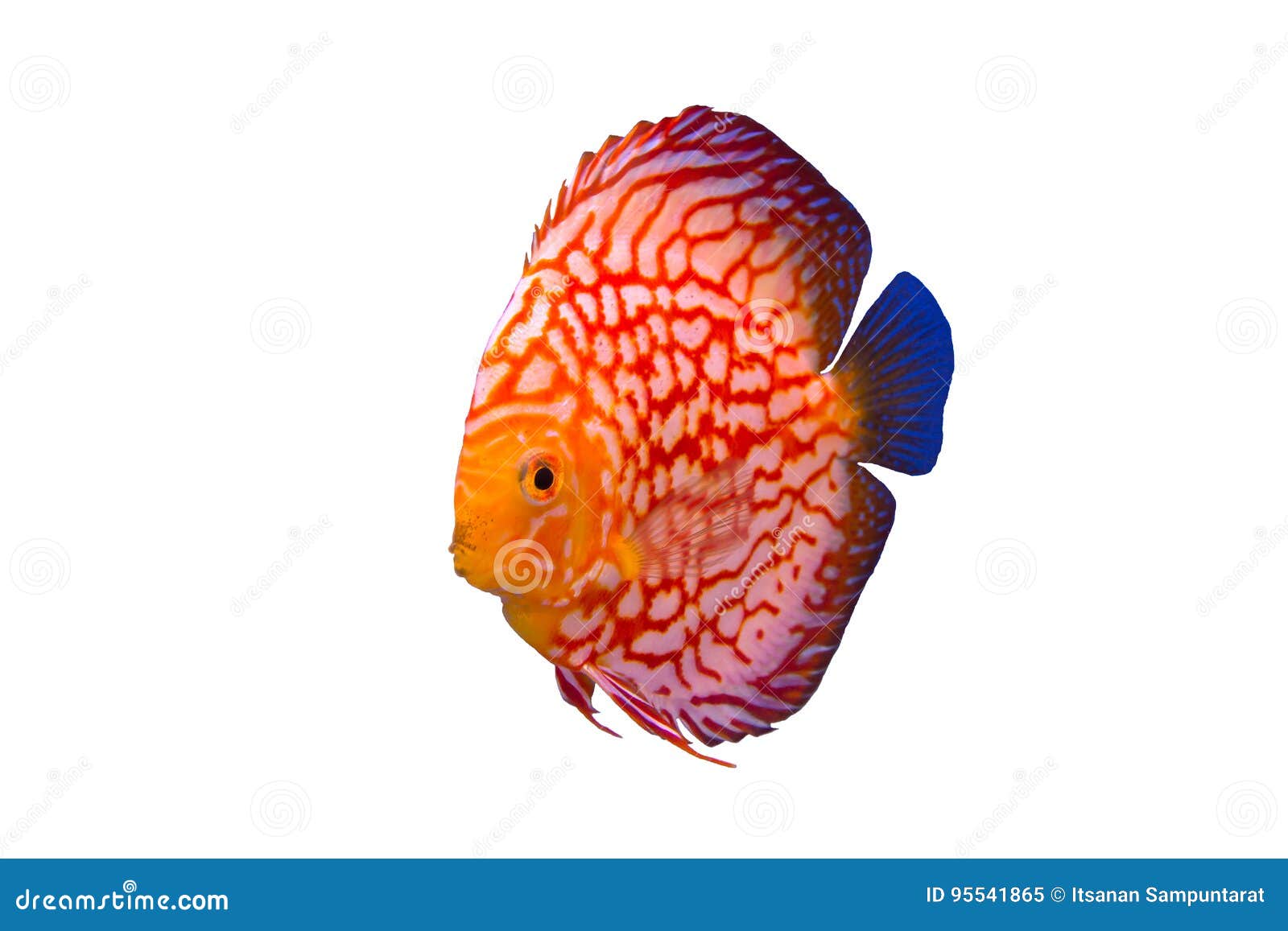 Discus Fish Isolated in a White Background Stock Image - Image of ...