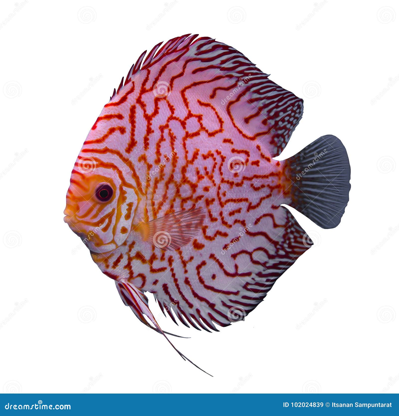 White Discus Fish