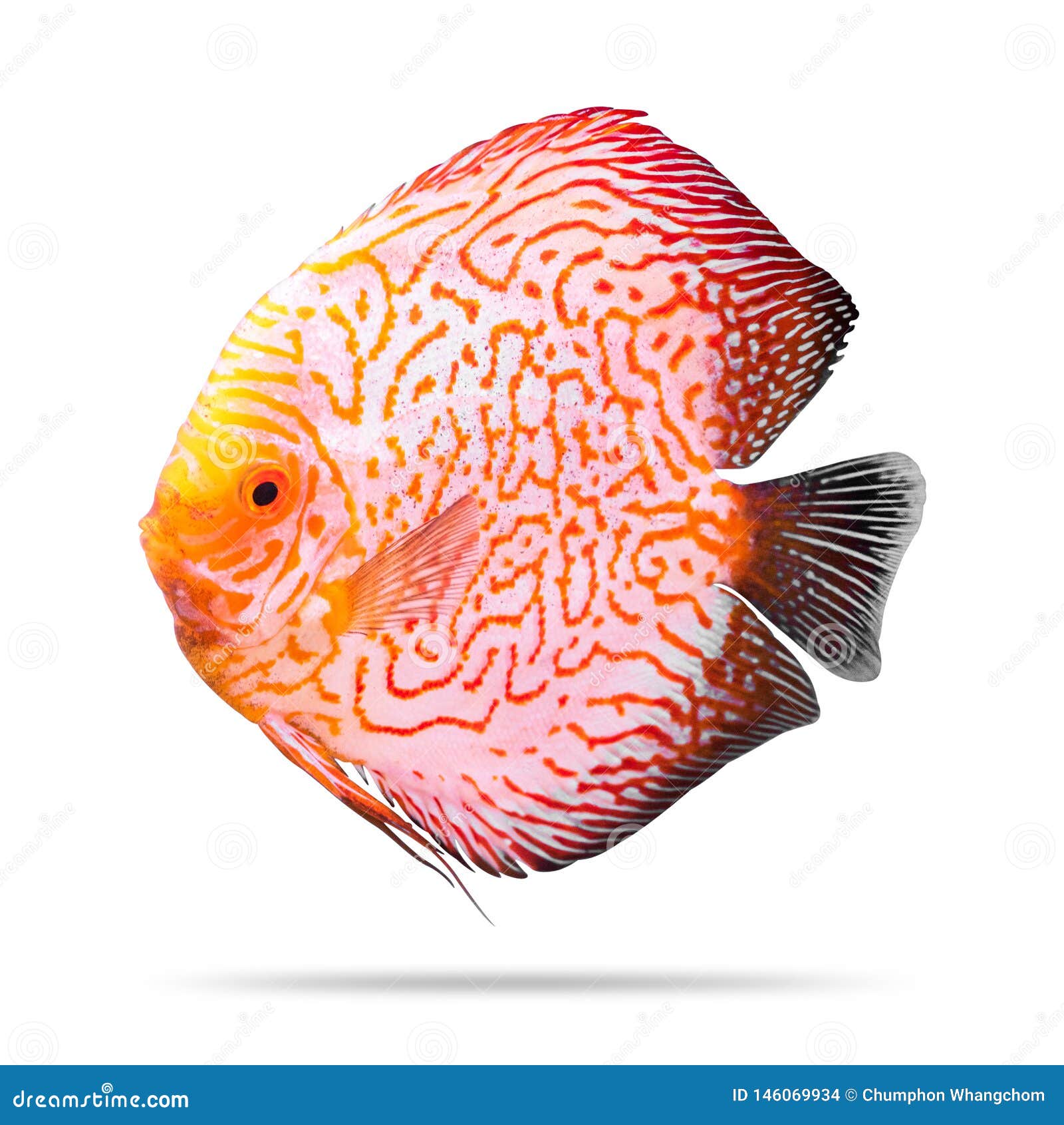 Discus Fish Isolated on White Background. Orange Pattern. Clipping Path ...