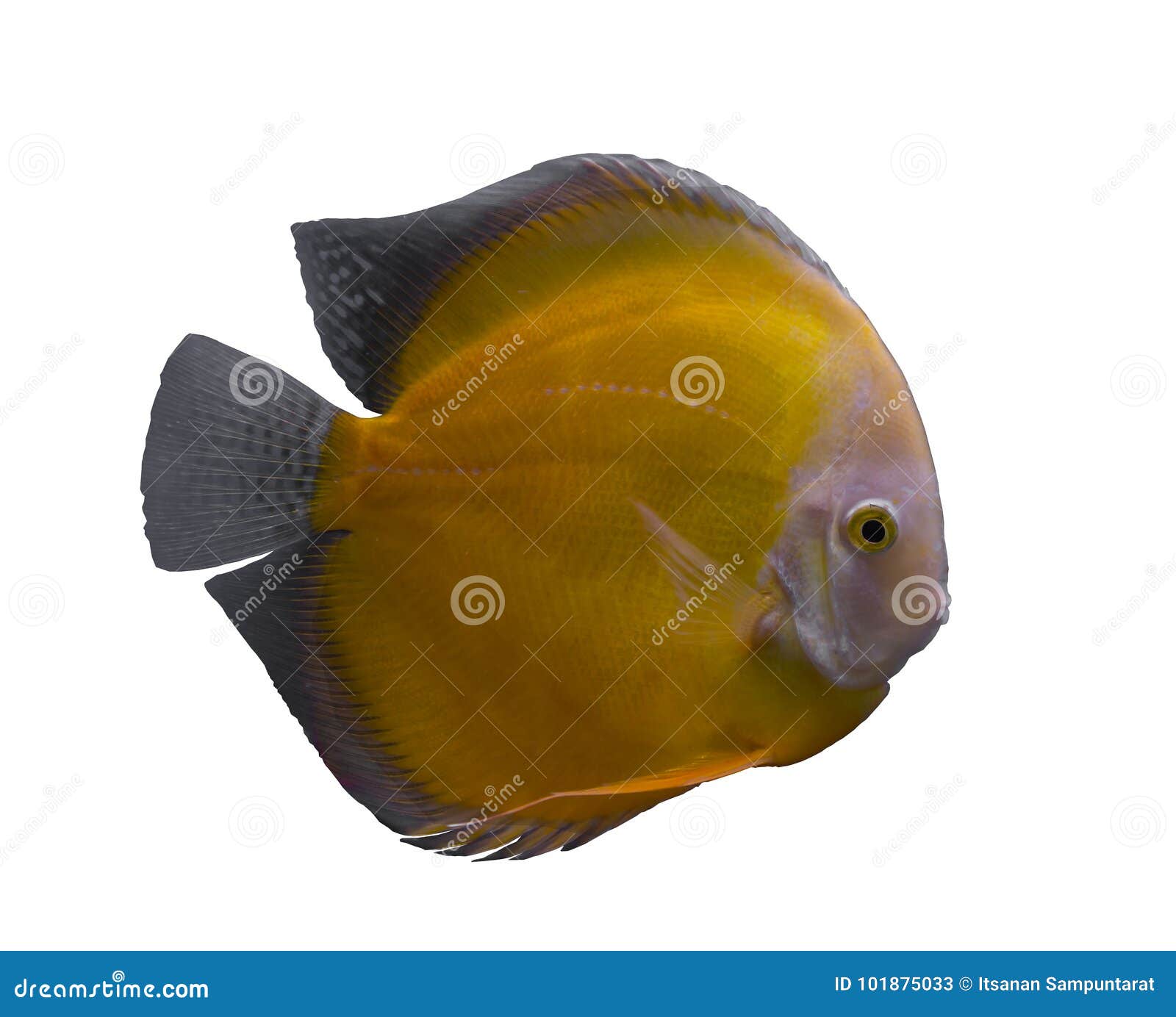 Discus Fish Isolated In A White Background Stock Image - Image of fish ...