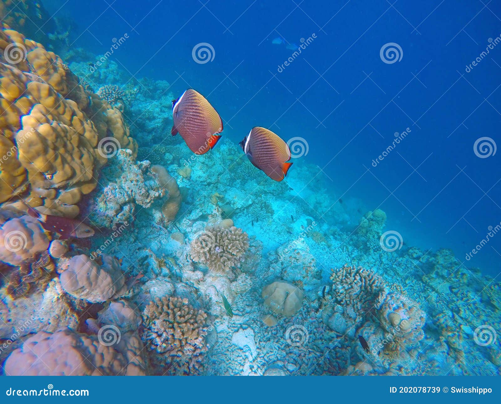Discus fish stock image. Image of ocean, underwater - 202078739