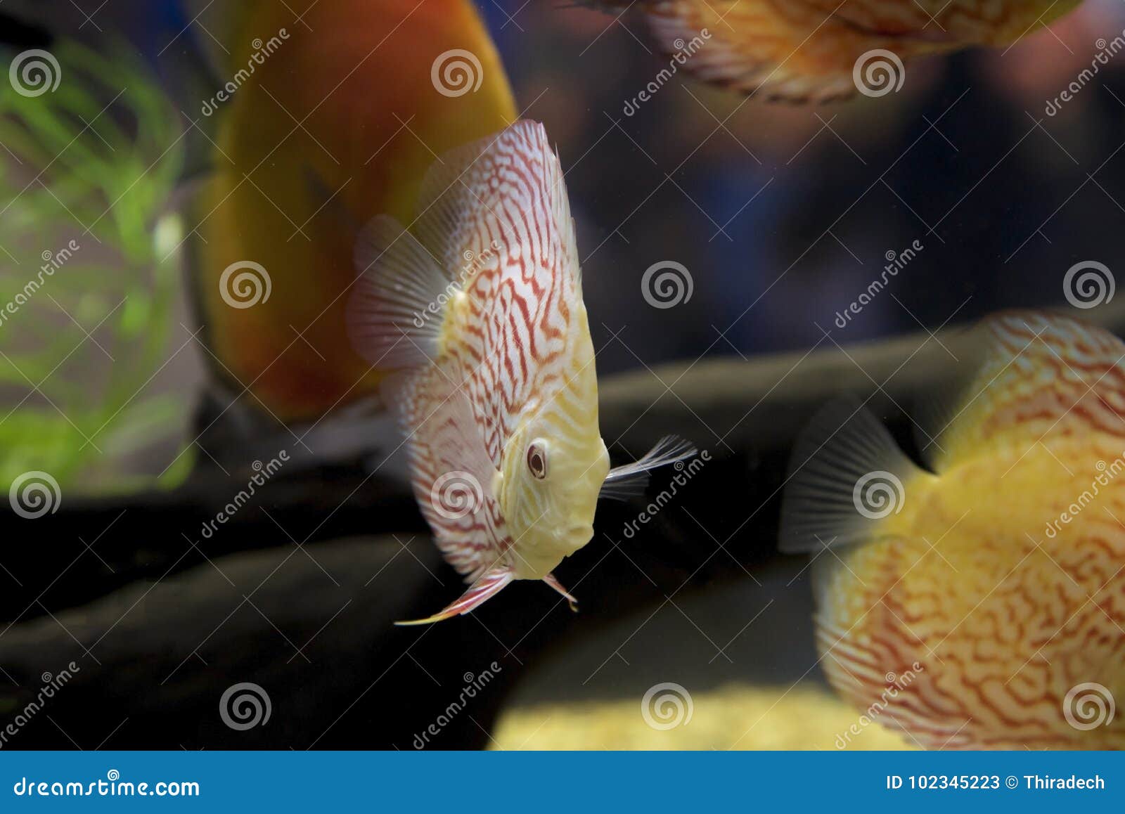 A freshwater discus fish stock image. Image of yellow - 102345223