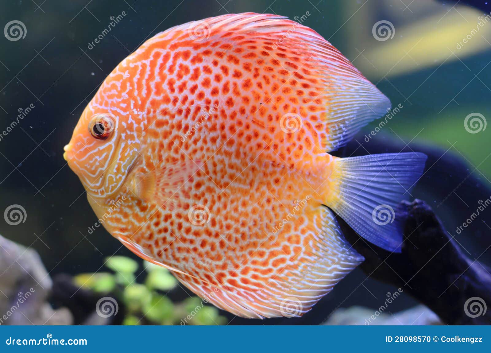 Discus Fish, Orange Symphysodon Discus. Stock Photo - Image of vivid ...