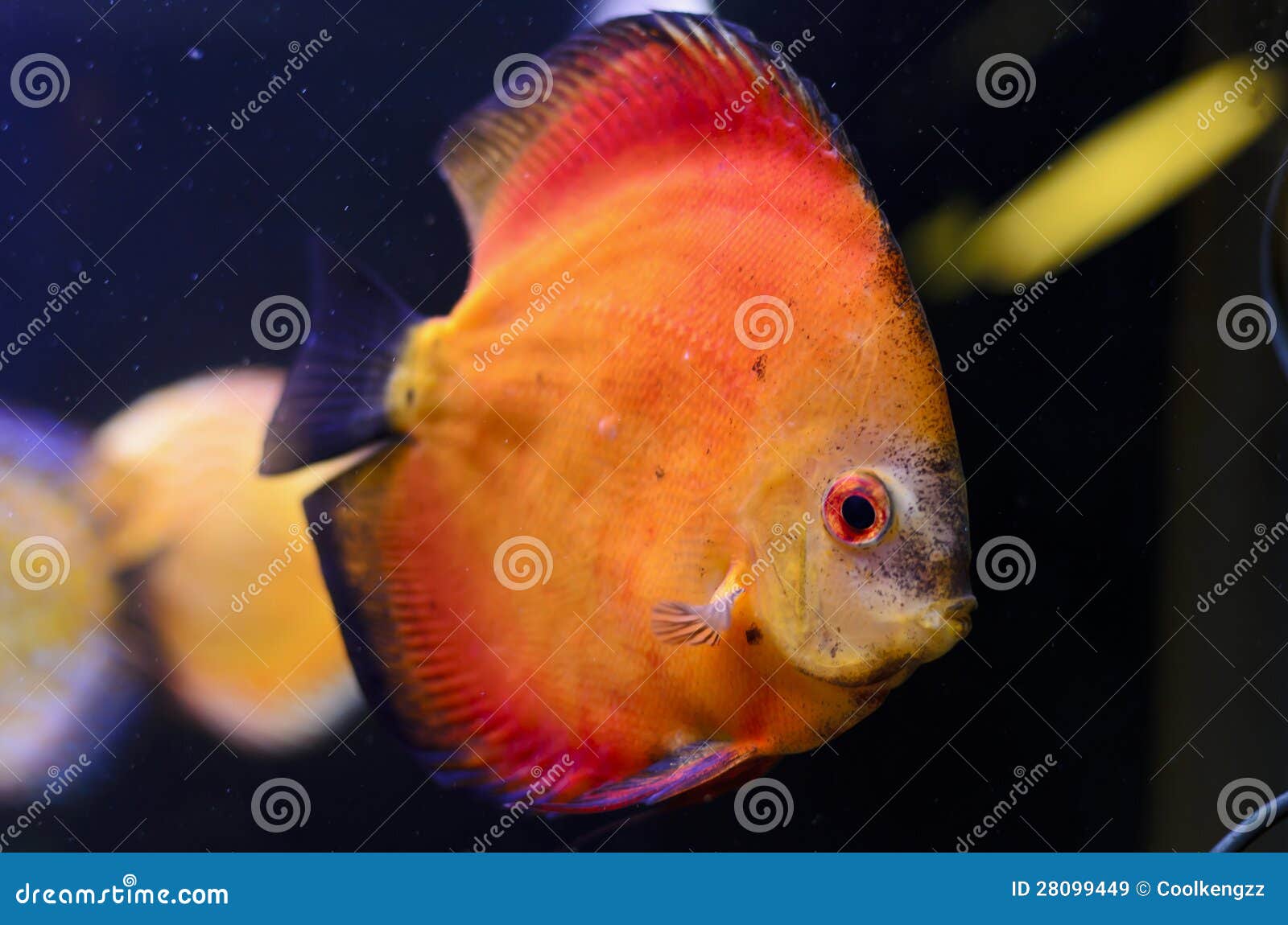 Discus Fish, Orange Symphysodon Discus. Stock Image - Image of fish ...