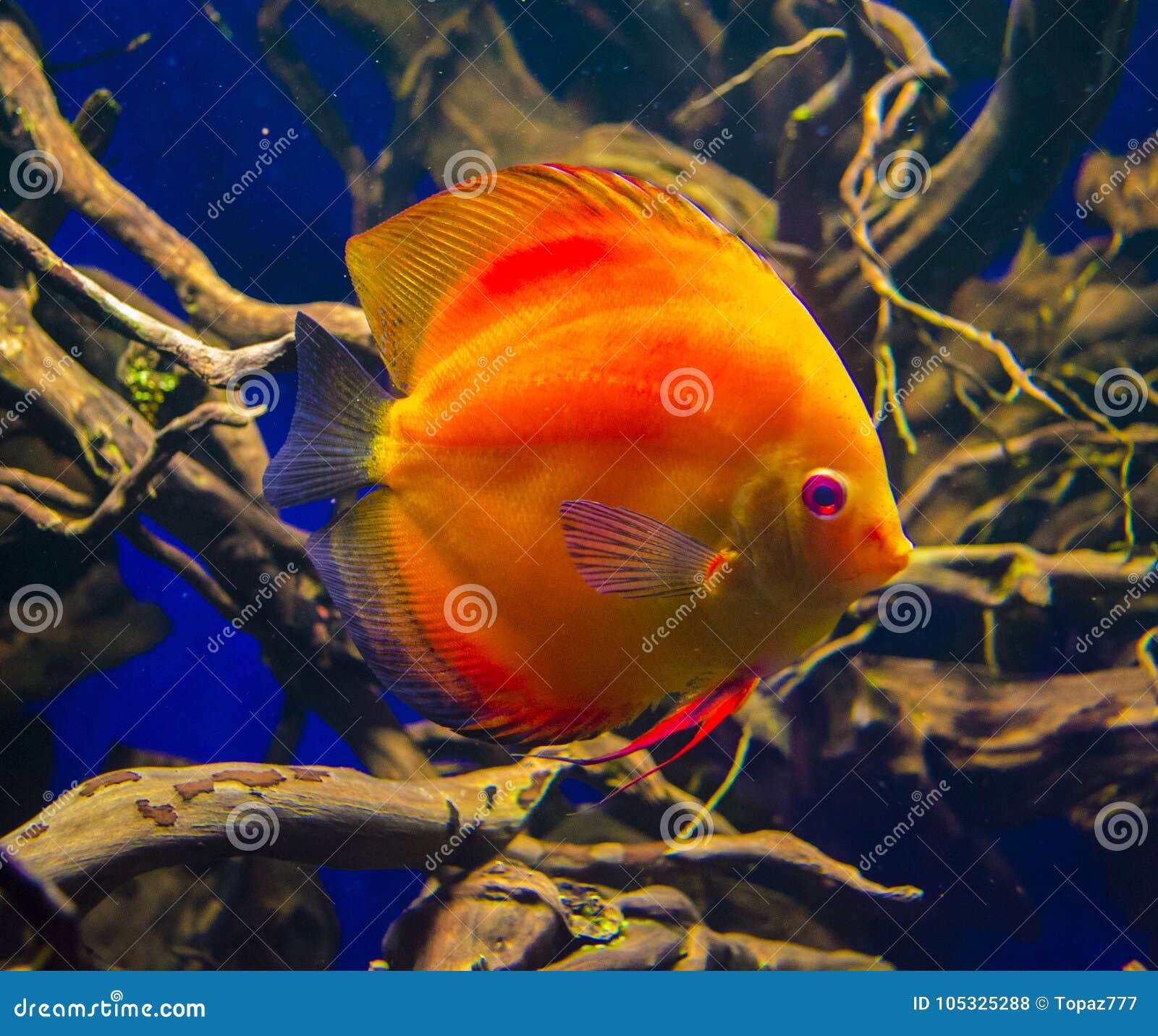 Discus Fish Pompadour. Fishes in an Aquarium Stock Photo - Image of ...