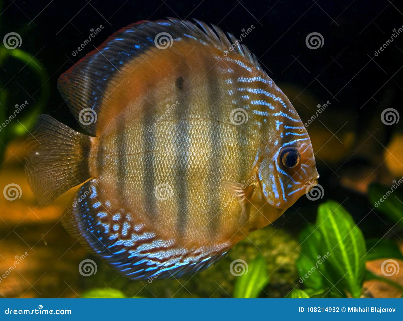 Discus fish 5 stock photo. Image of discus, poikilothermic - 108214932