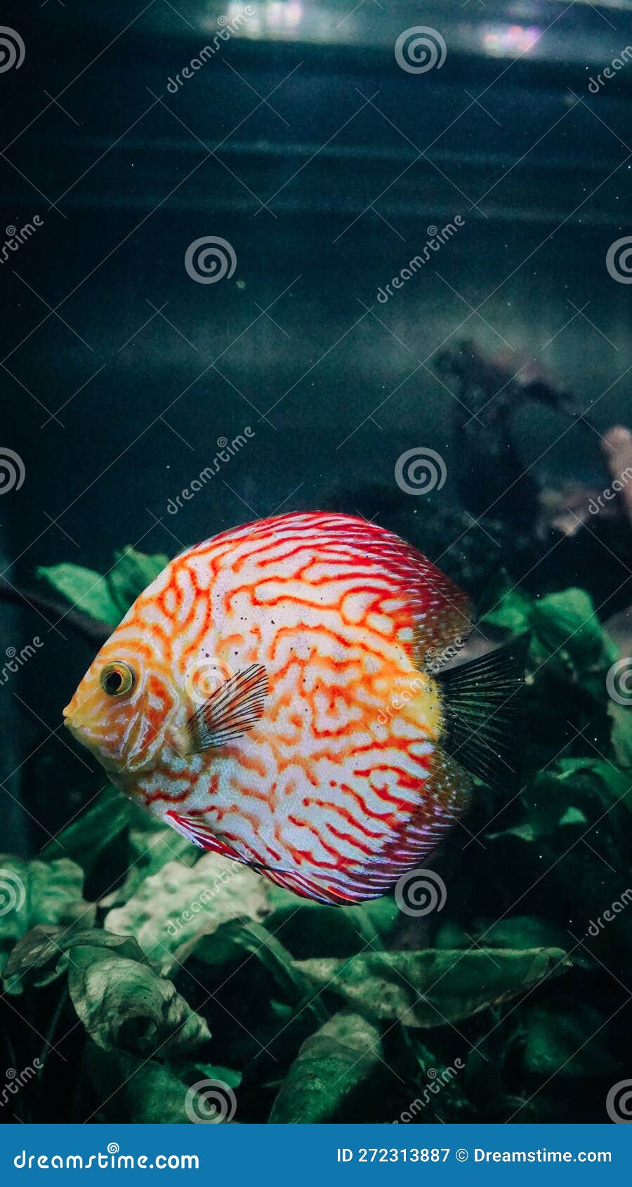 Discus Fish stock image. Image of animal, fish, discus - 272313887