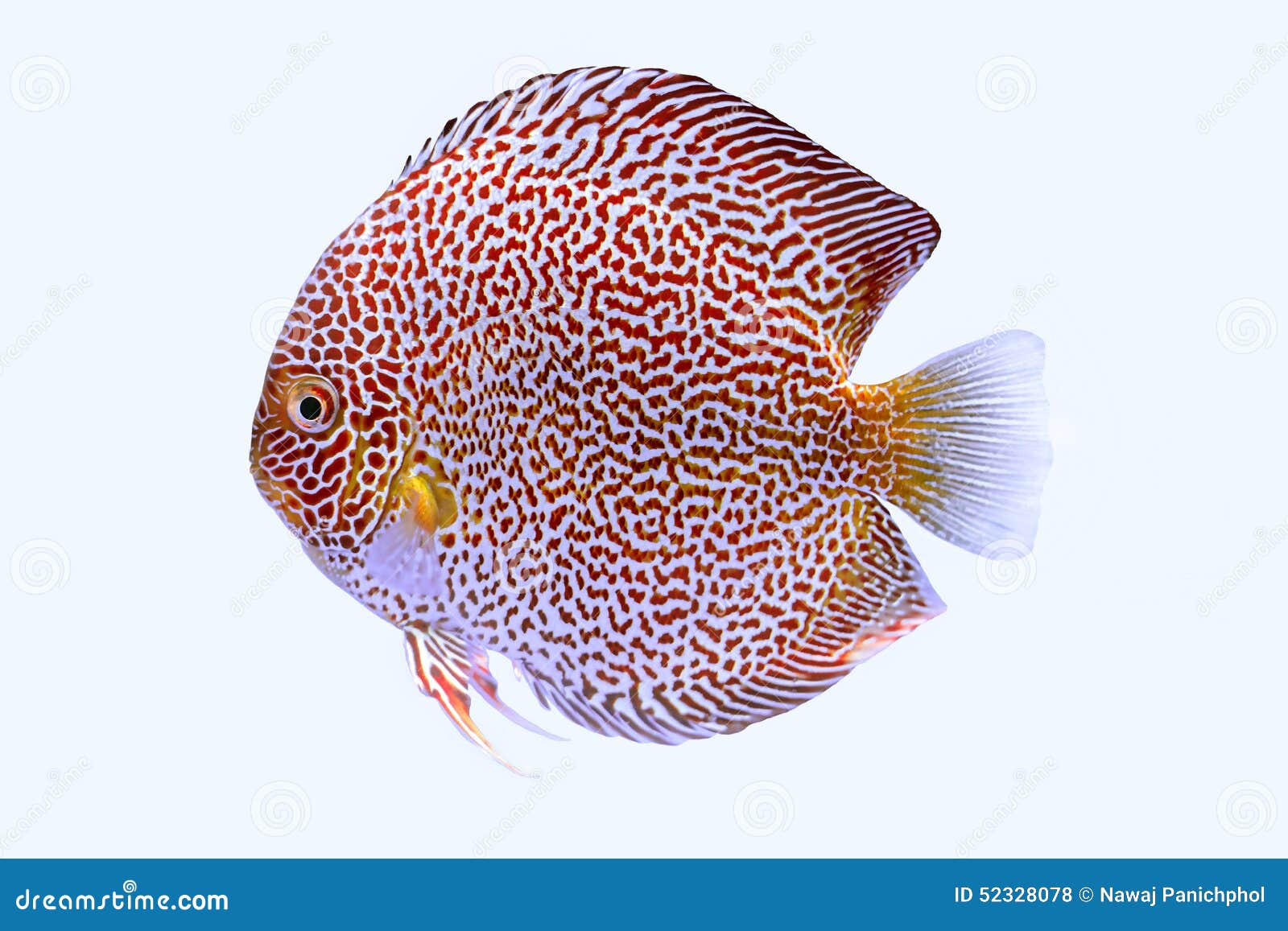 Discus fish snaks skin stock photo. Image of beauty, discus - 52328078
