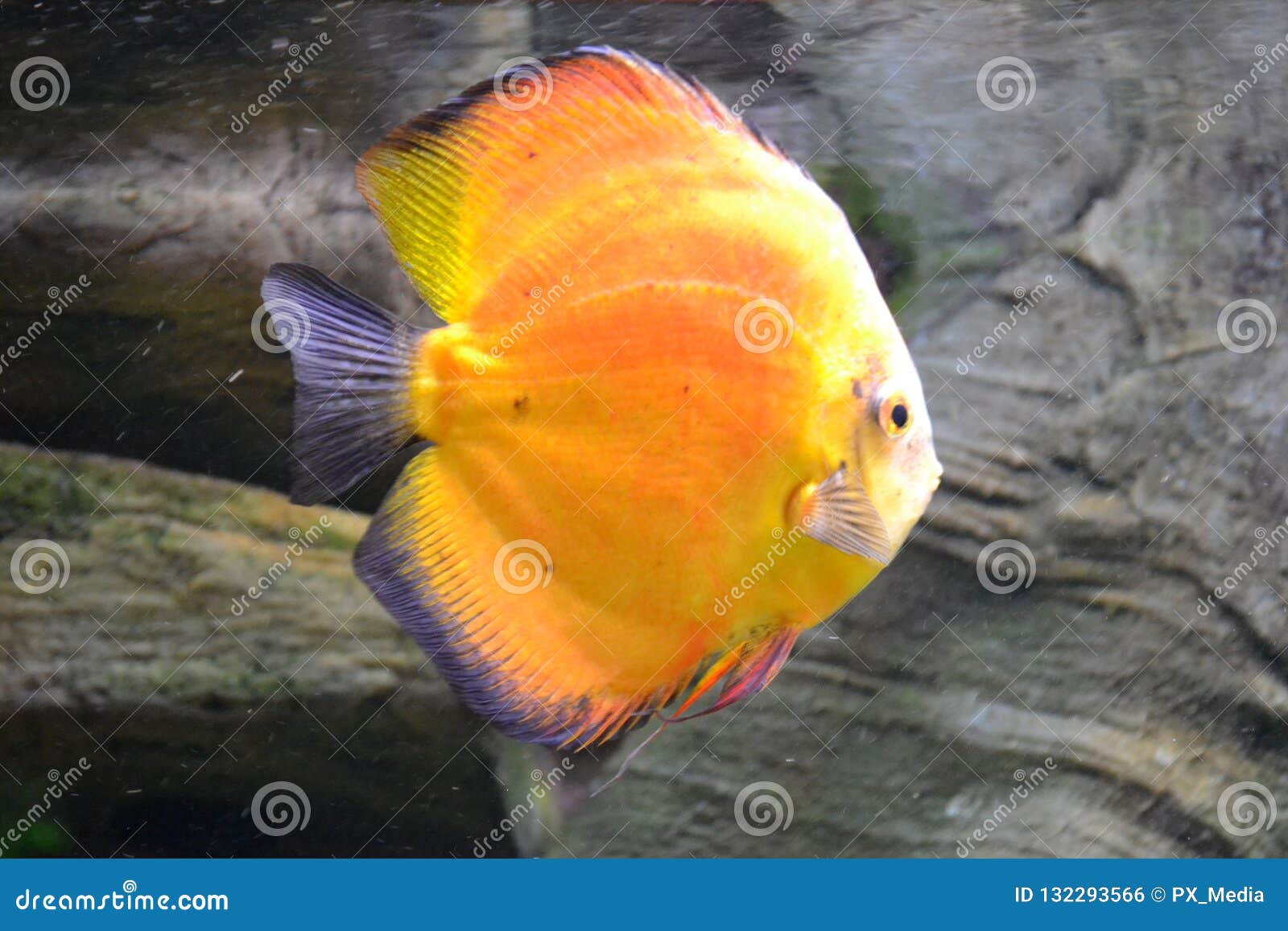 Discus fish, symphysodon stock photo. Image of blue - 132293566