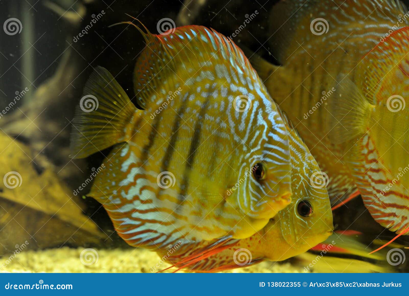 Discus Fish Symphysodon Aequifasciatus in Aquarium Stock Image - Image ...