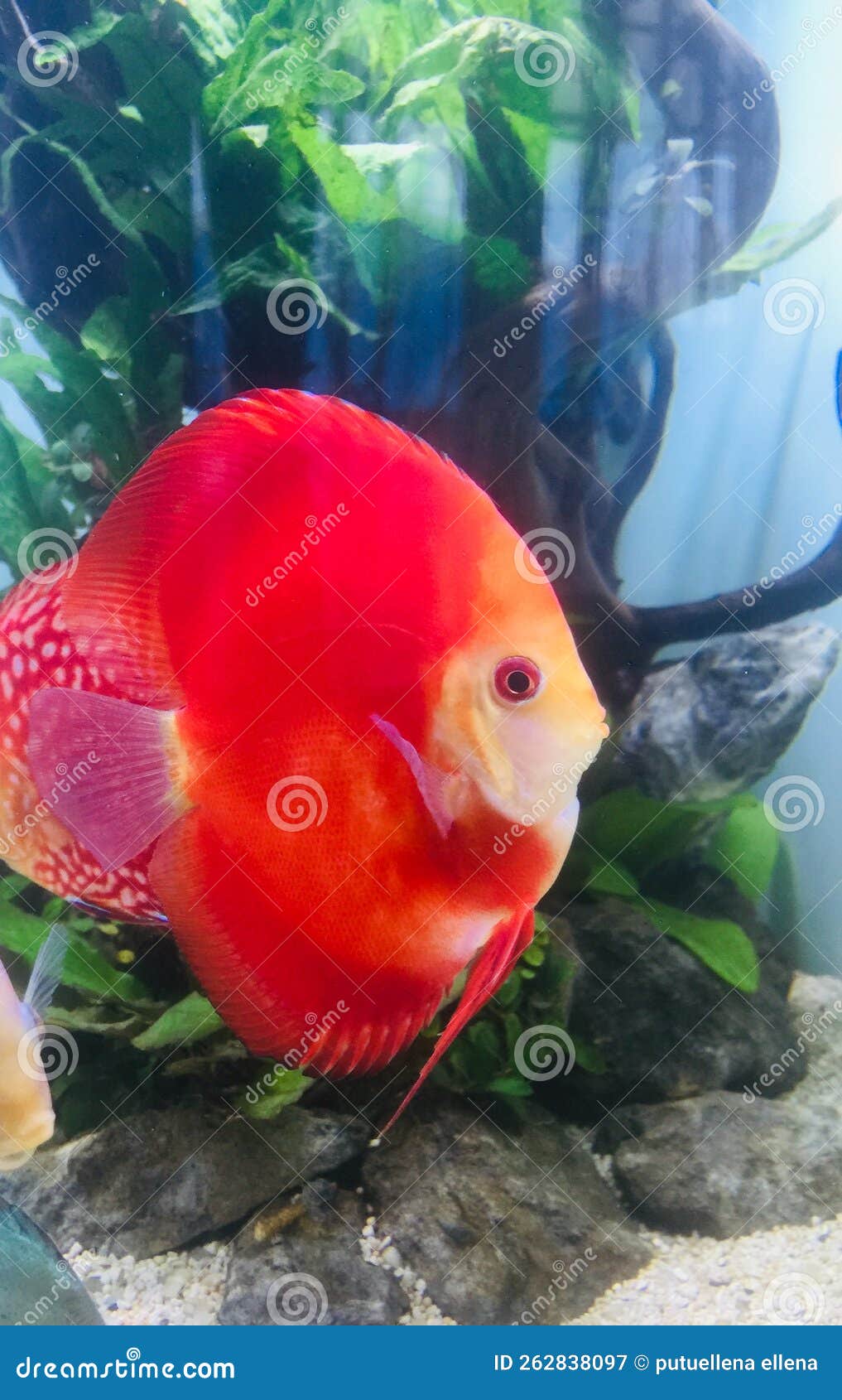 Discusbeautiful Stock Photos - Free & Royalty-Free Stock Photos from ...