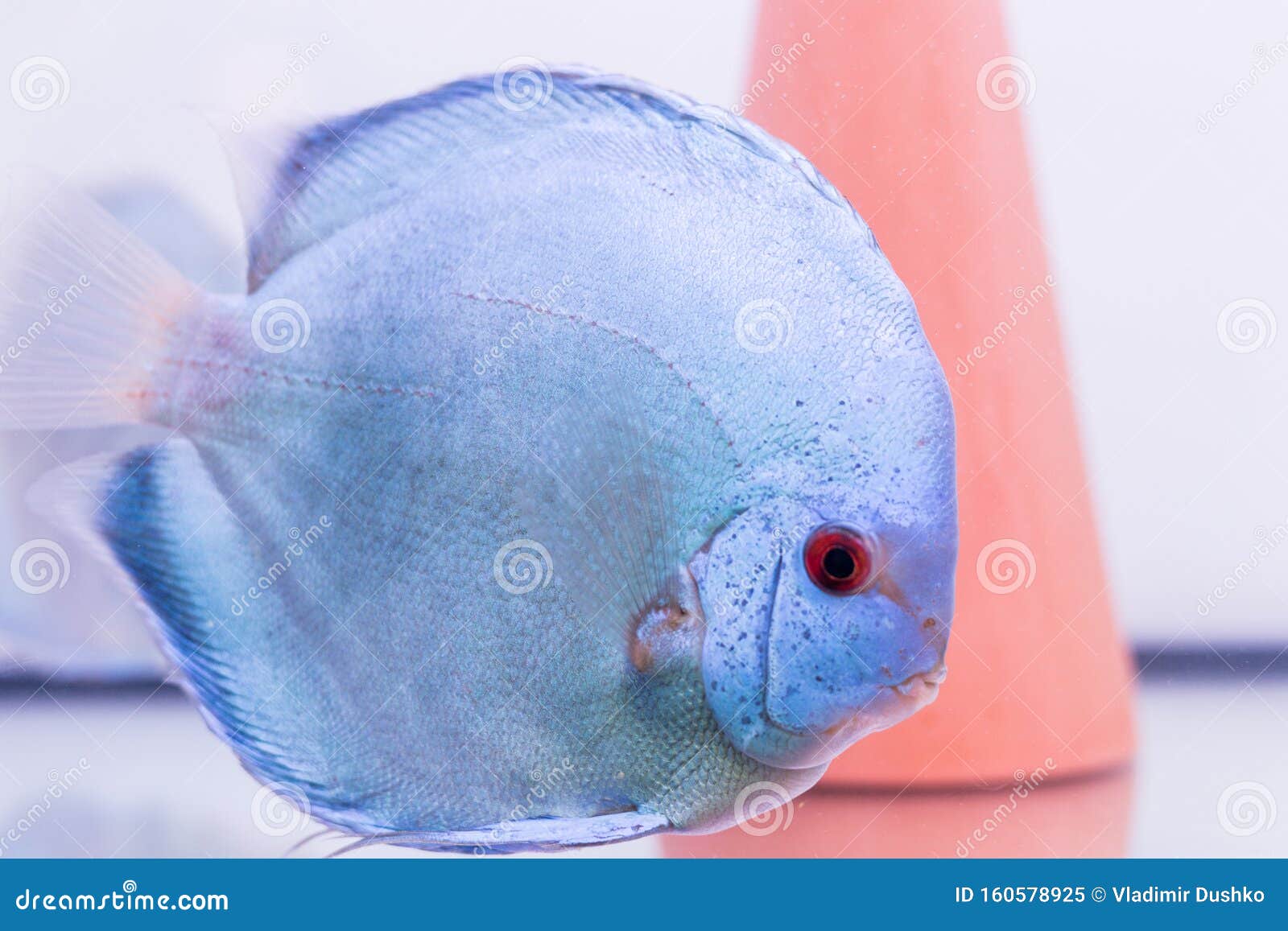 Discus Fish On A White Background Stock Image - Image of aquarium ...