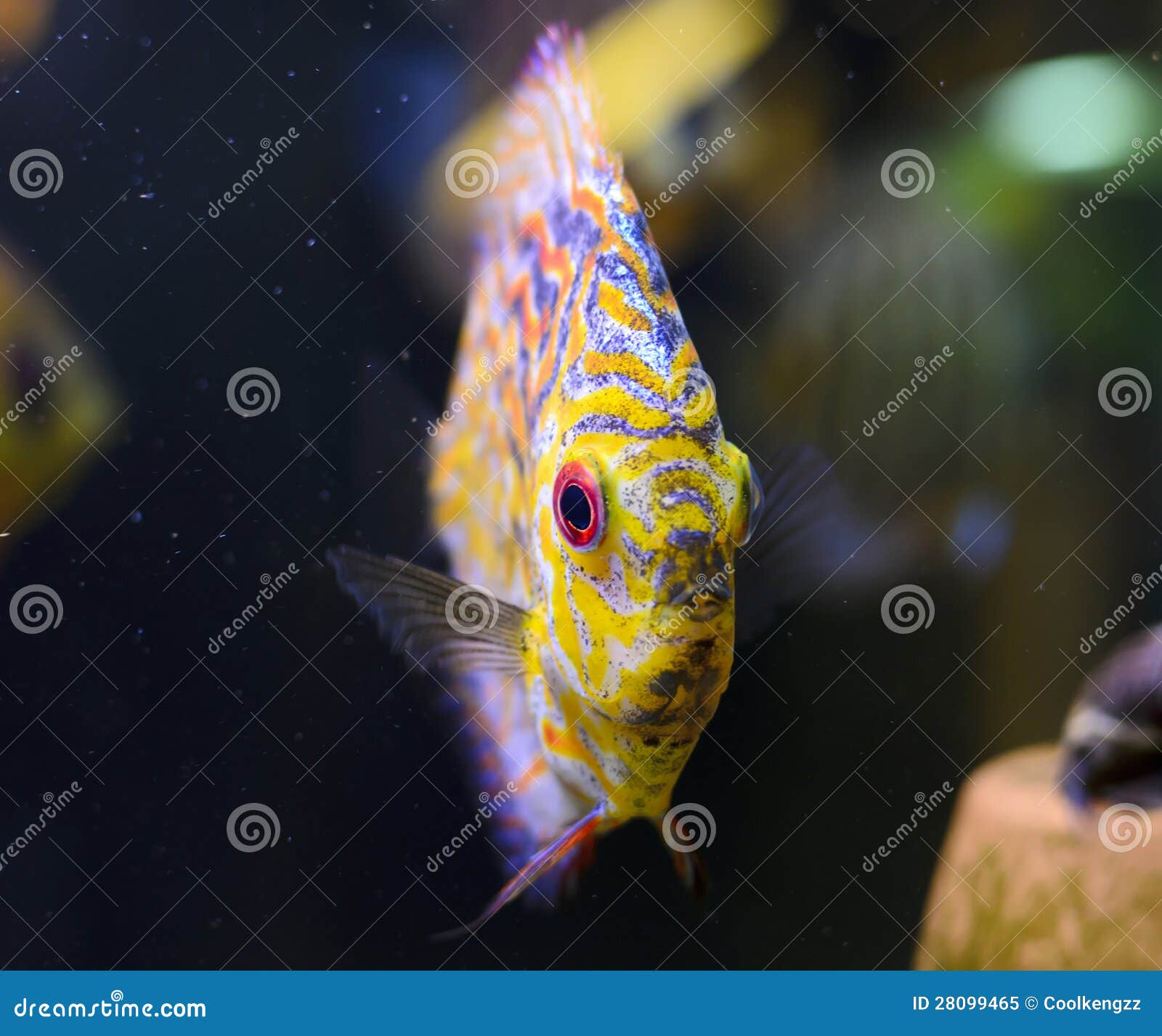 Discus Fish, Yellow Symphysodon Discus. Stock Image - Image of fishtank ...