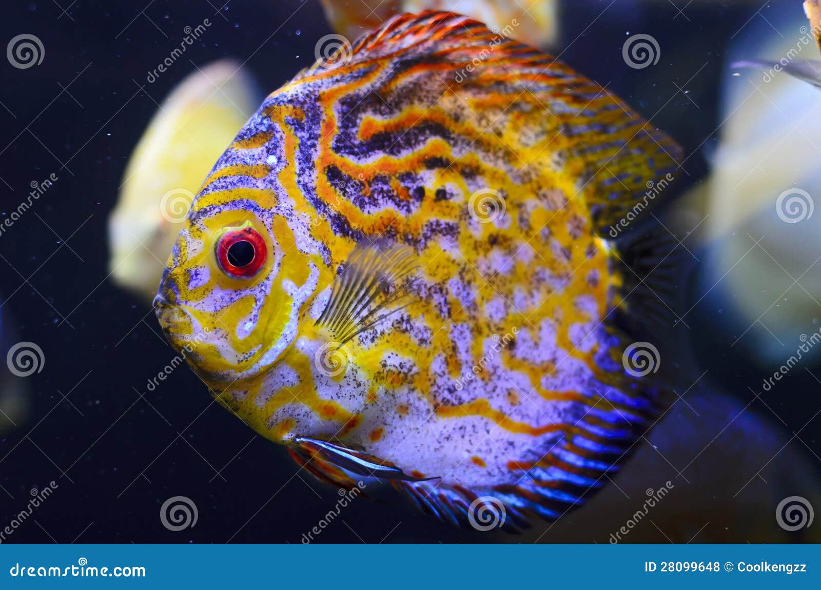 Discus Fish, Yellow Symphysodon Discus. Stock Photo - Image of ...