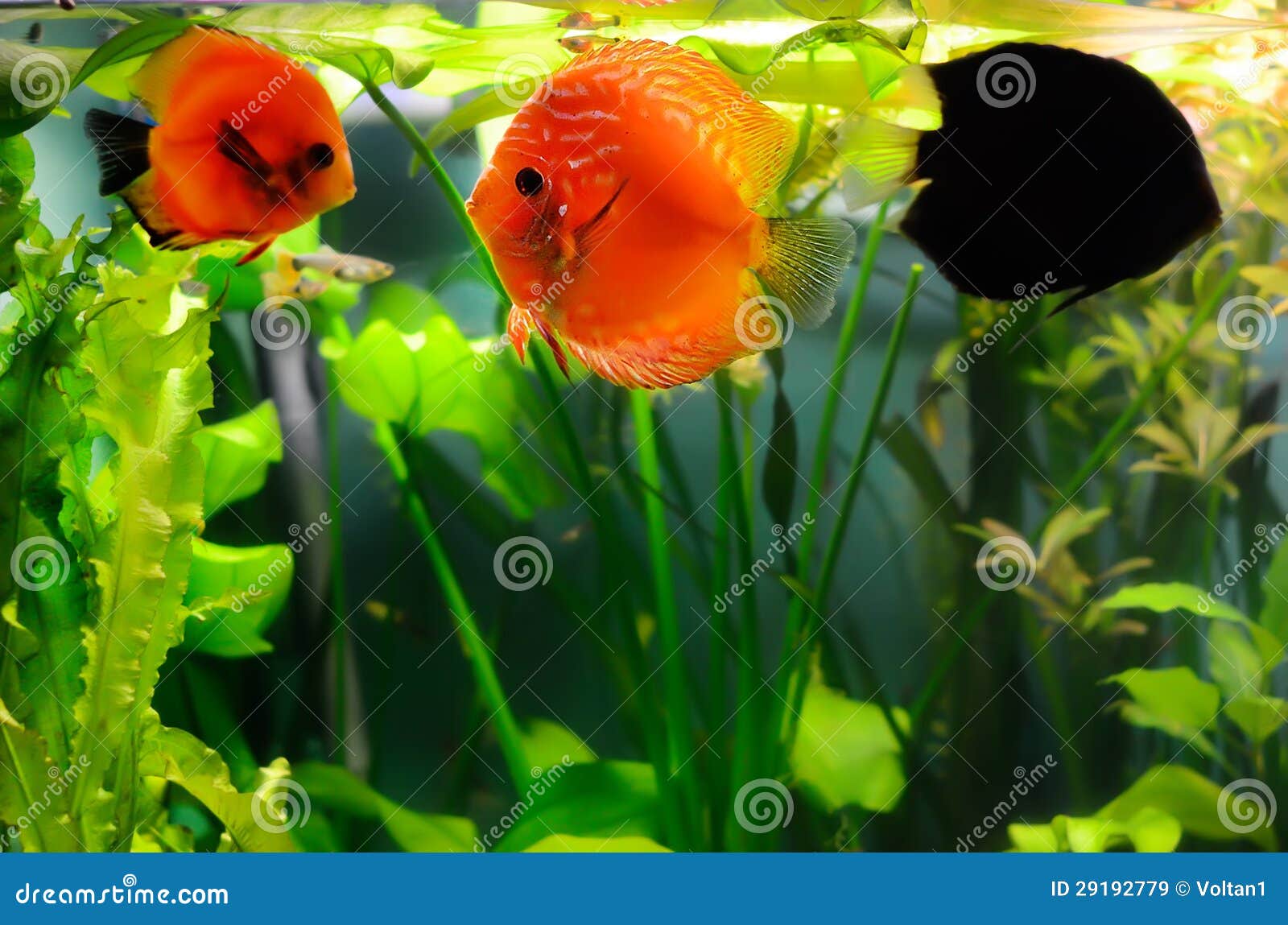 Discus fishes stock image. Image of amazon, cute, fish - 29192779