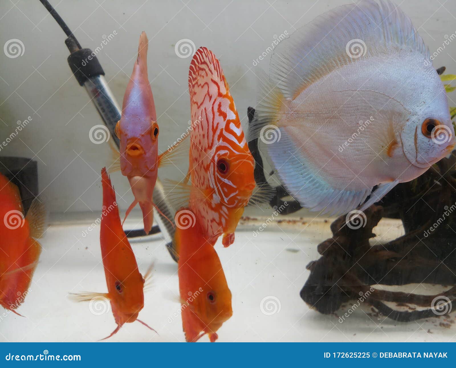 Discus Fishes in White Background Stock Image - Image of hobby, animal ...