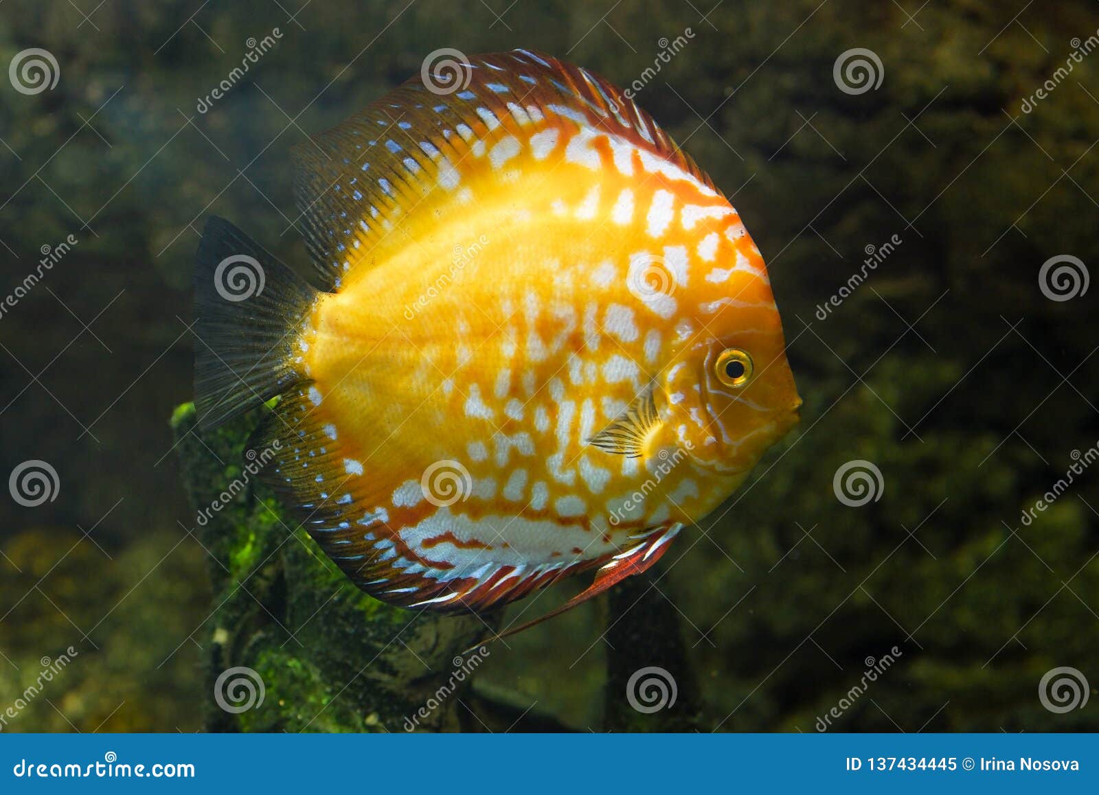 Discus Gold Pigeon Fish in Aquarium Stock Image - Image of environment ...