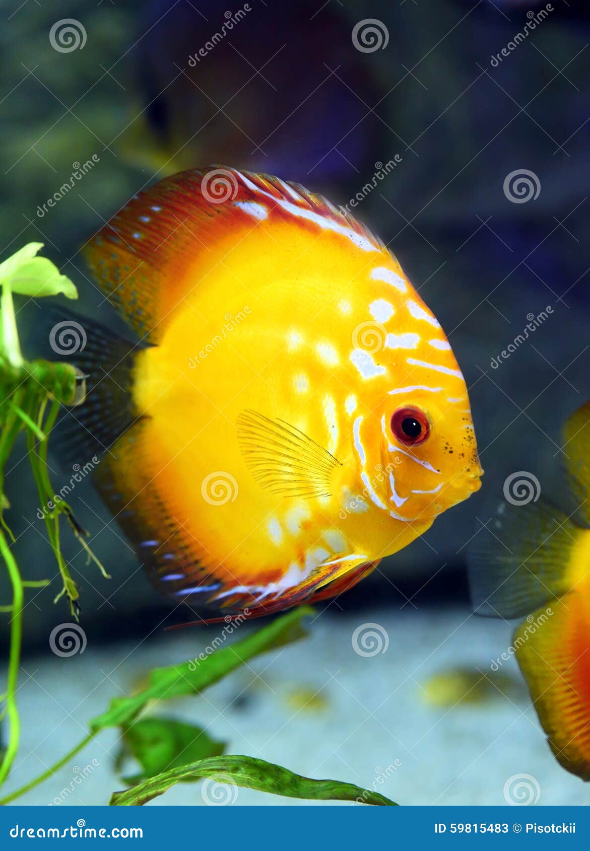 Discus Golden Sun stock image. Image of discus, wildlife - 59815483