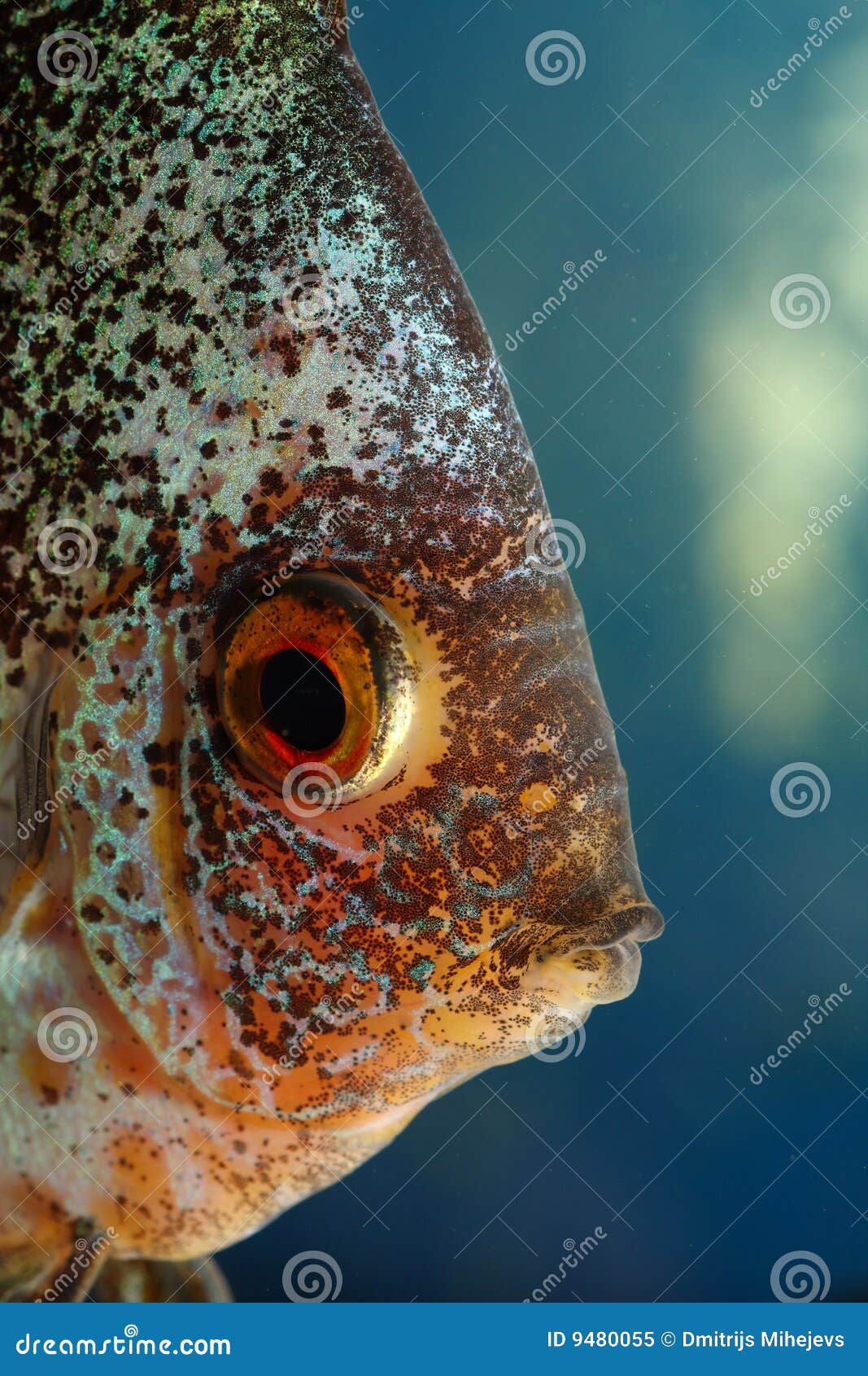Discus head stock image. Image of space, freshwater, shining - 9480055