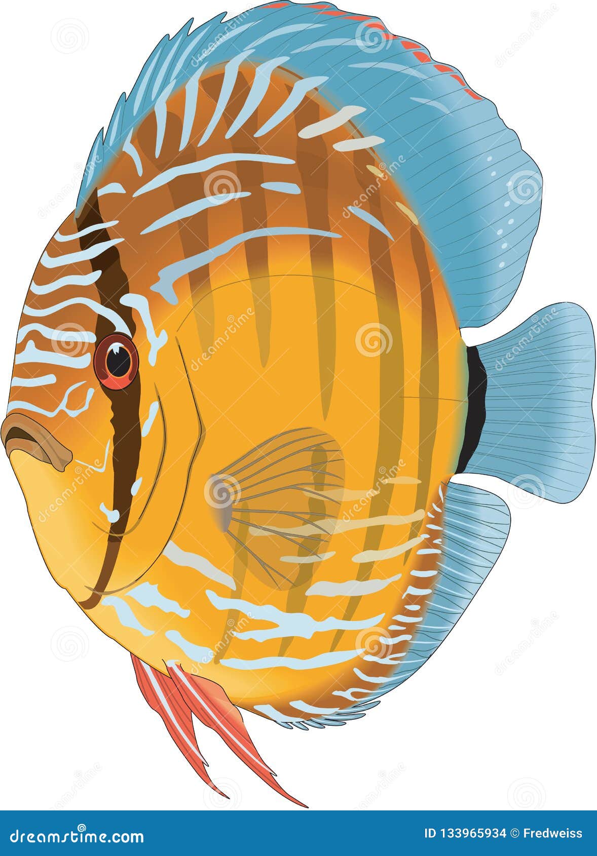 Discus Illustration stock vector. Illustration of wildlife - 133965934