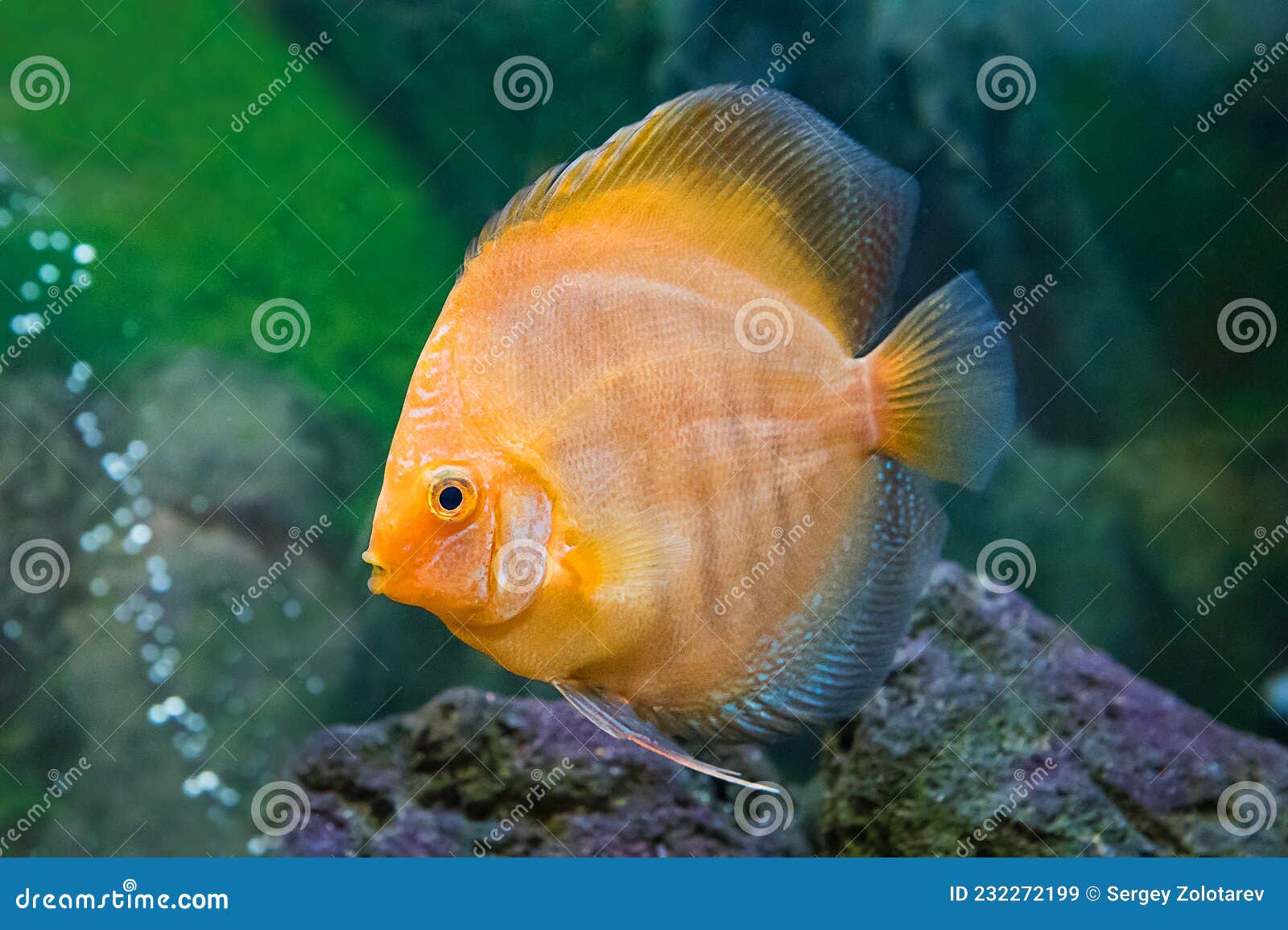Discus - Kings of the Aquarium Stock Image - Image of green, yellow ...