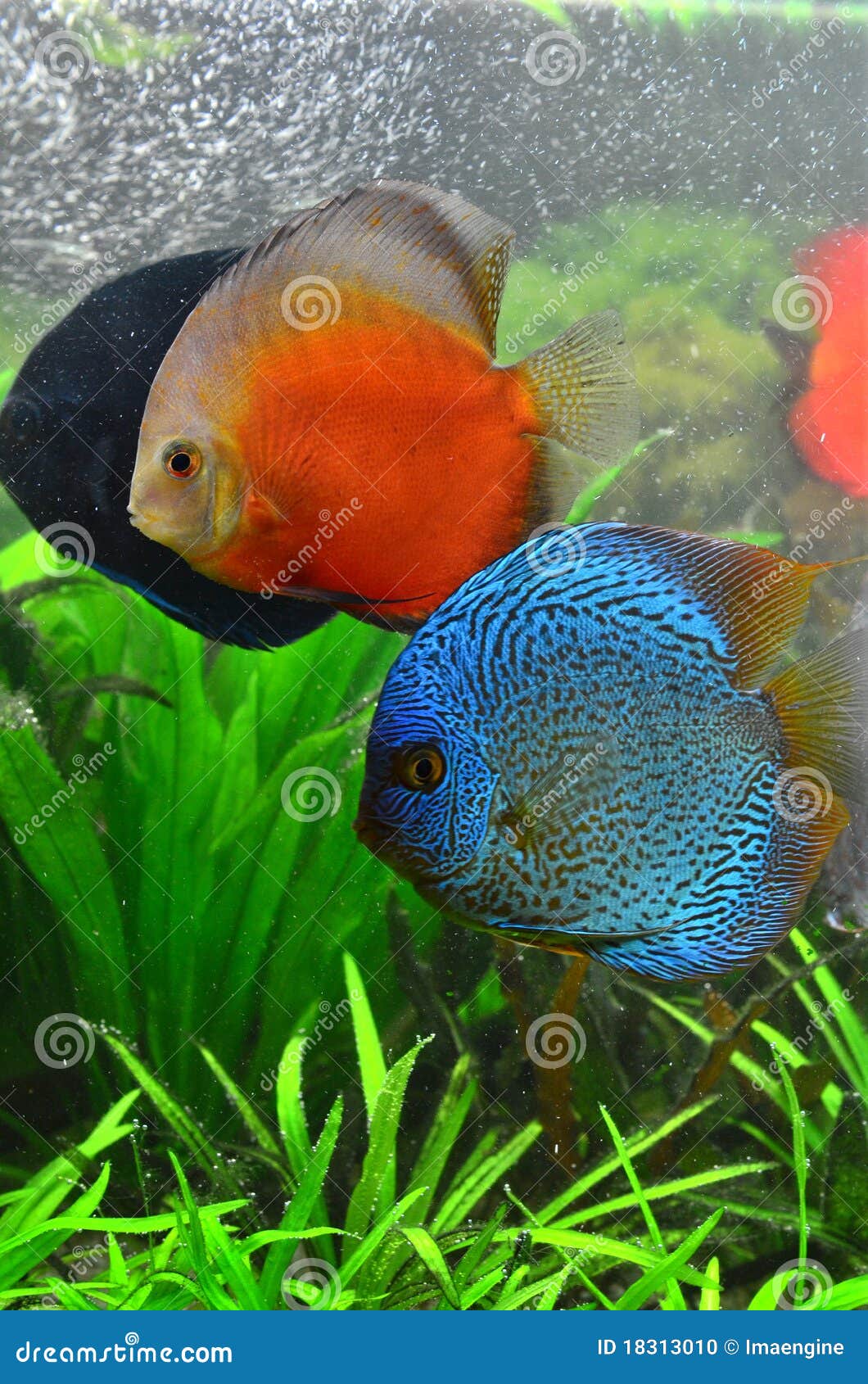 Discus Pair - Tropical Aquarium Fish Stock Photo - Image of tank, fish ...