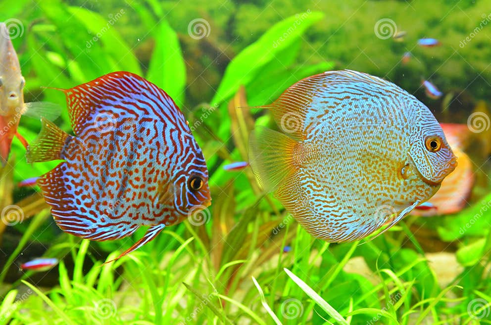 Discus Pair - Tropical Aquarium Fish Stock Image - Image of aquariums ...