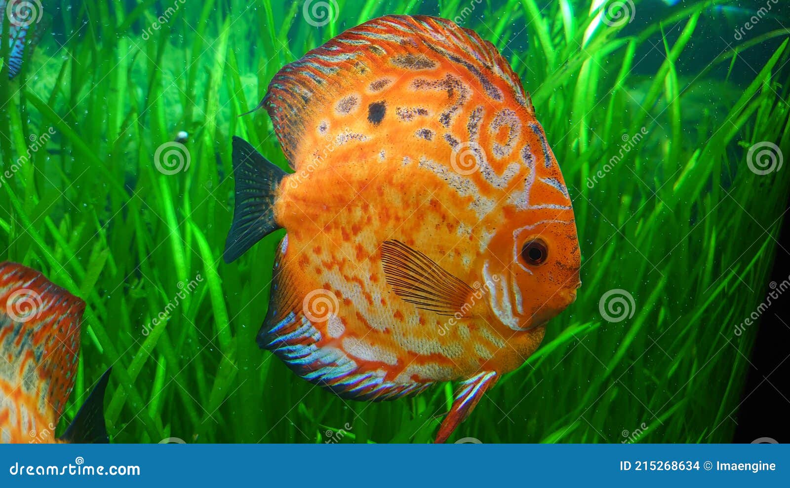 Discus Peces Agua Dulce Acuario Especies Foto de archivo - Imagen de ...