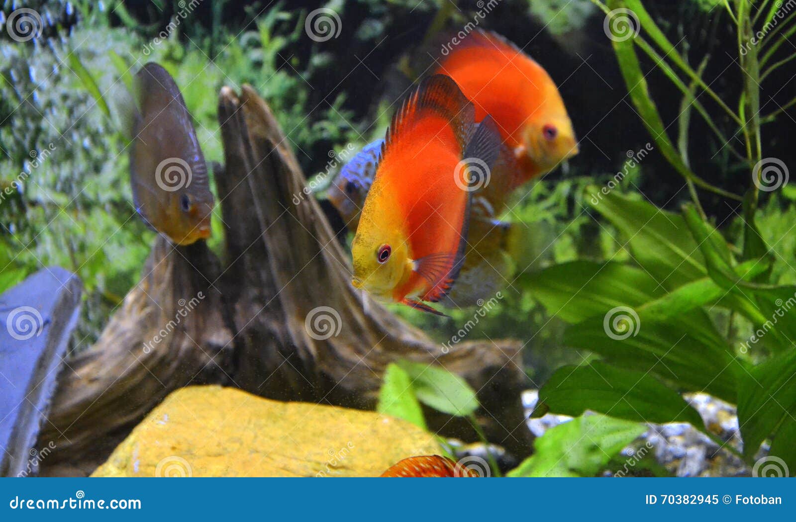 Discus Red stock image. Image of view, grey, portrait - 70382945