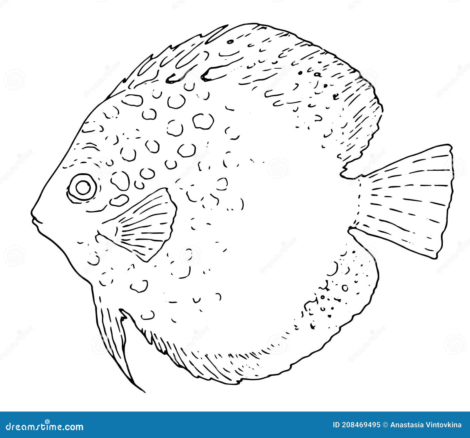 Discus Sketch of a Fish in a Hand-drawn Sketch Style on a White ...