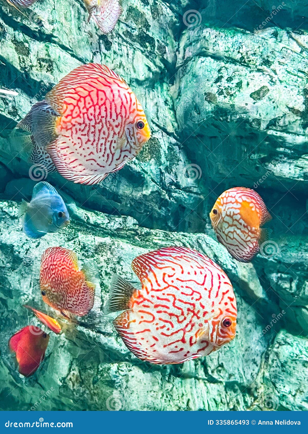 Discus (Symphysodon) Fish Swimming Underwater in Aquarium Stock Image ...