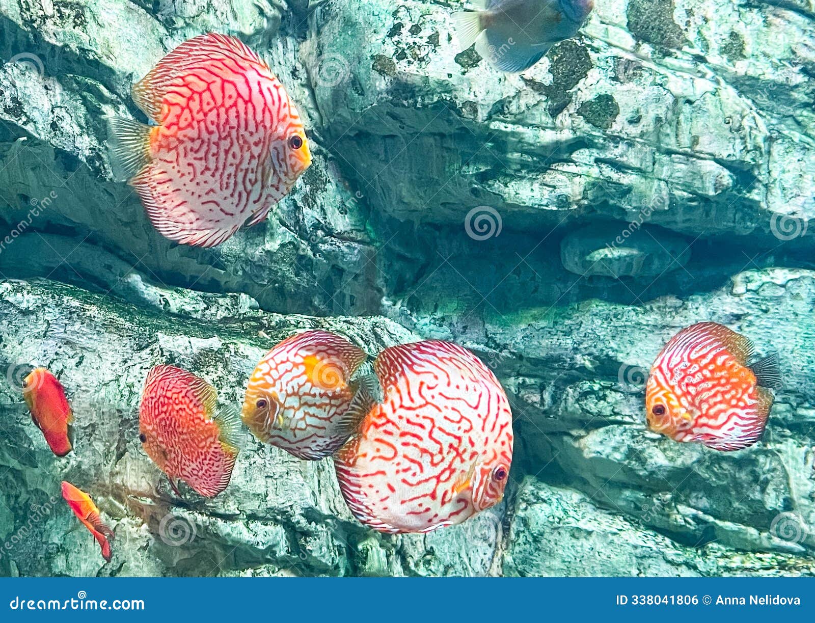 Discus (Symphysodon) Fish Swimming Underwater in Aquarium Stock Photo - Image of discus, fauna ...