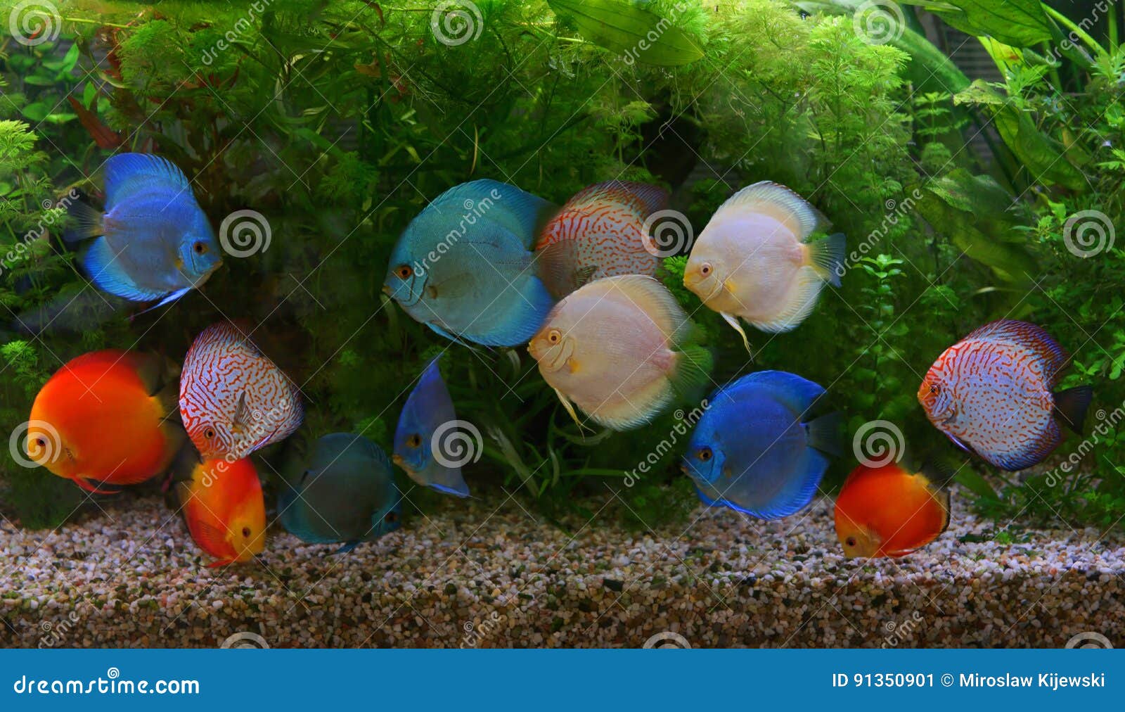 Discus Symphysodon, Multi-colored Cichlids in the Aquarium, the ...