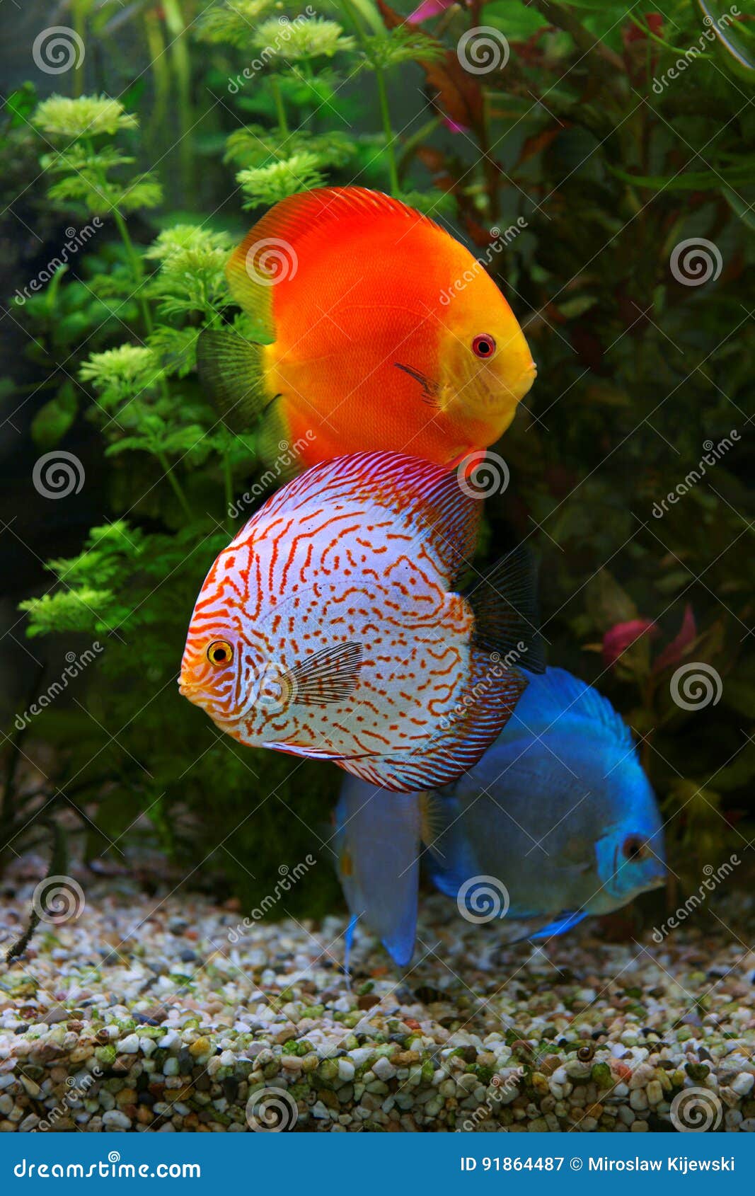 Discus Symphysodon, Multi Colored Cichlids in the Aquarium, the ...