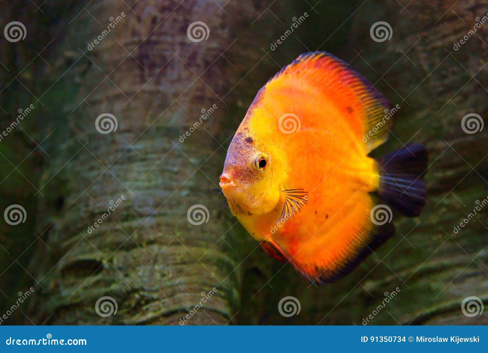 Discus Symphysodon, Red Cichlid, the Freshwater Fish Native To the ...