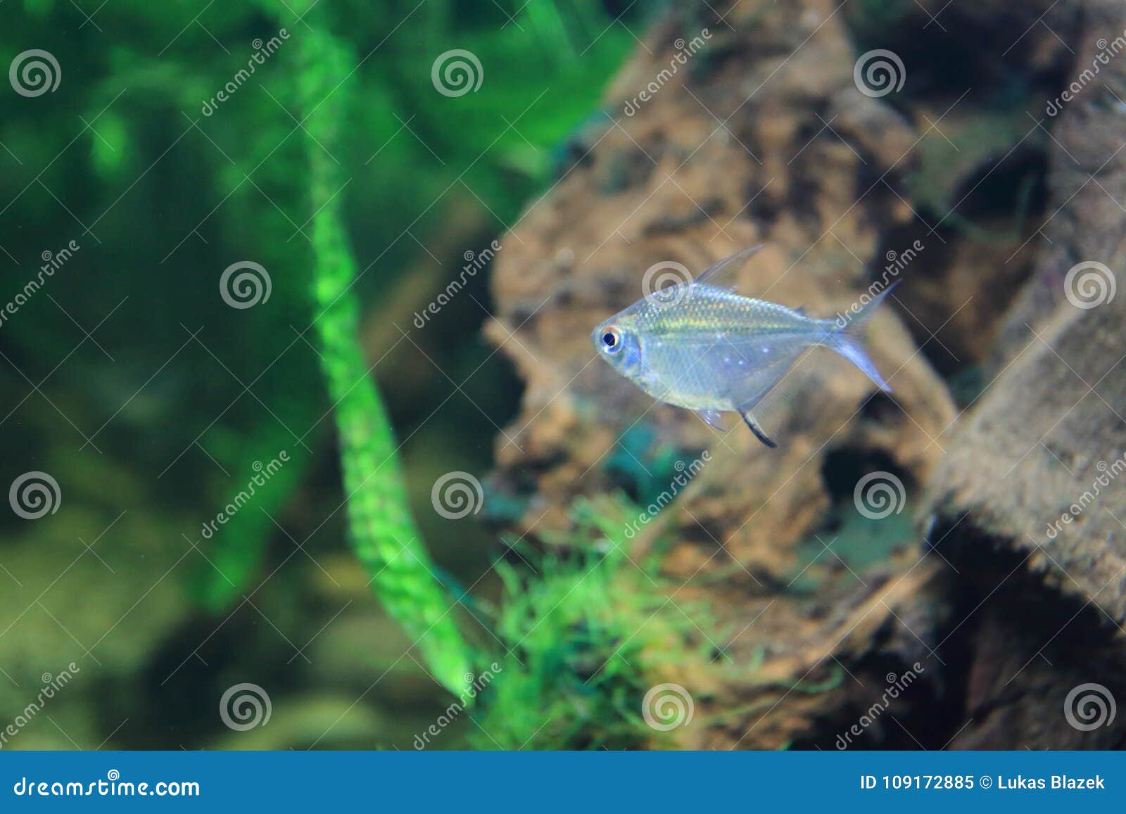 Discus tetra stock image. Image of adult, wildlife, orbicularis - 109172885