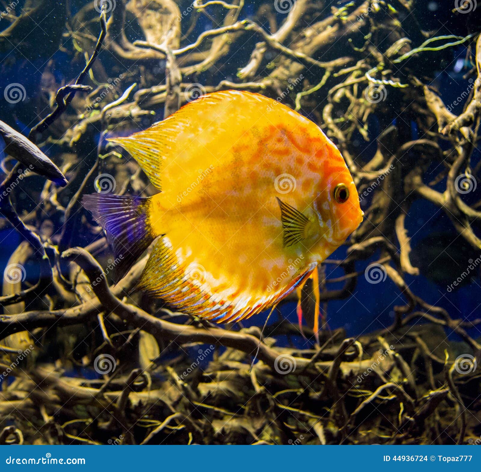 Discus stock photo. Image of tank, background, beautiful - 44936724
