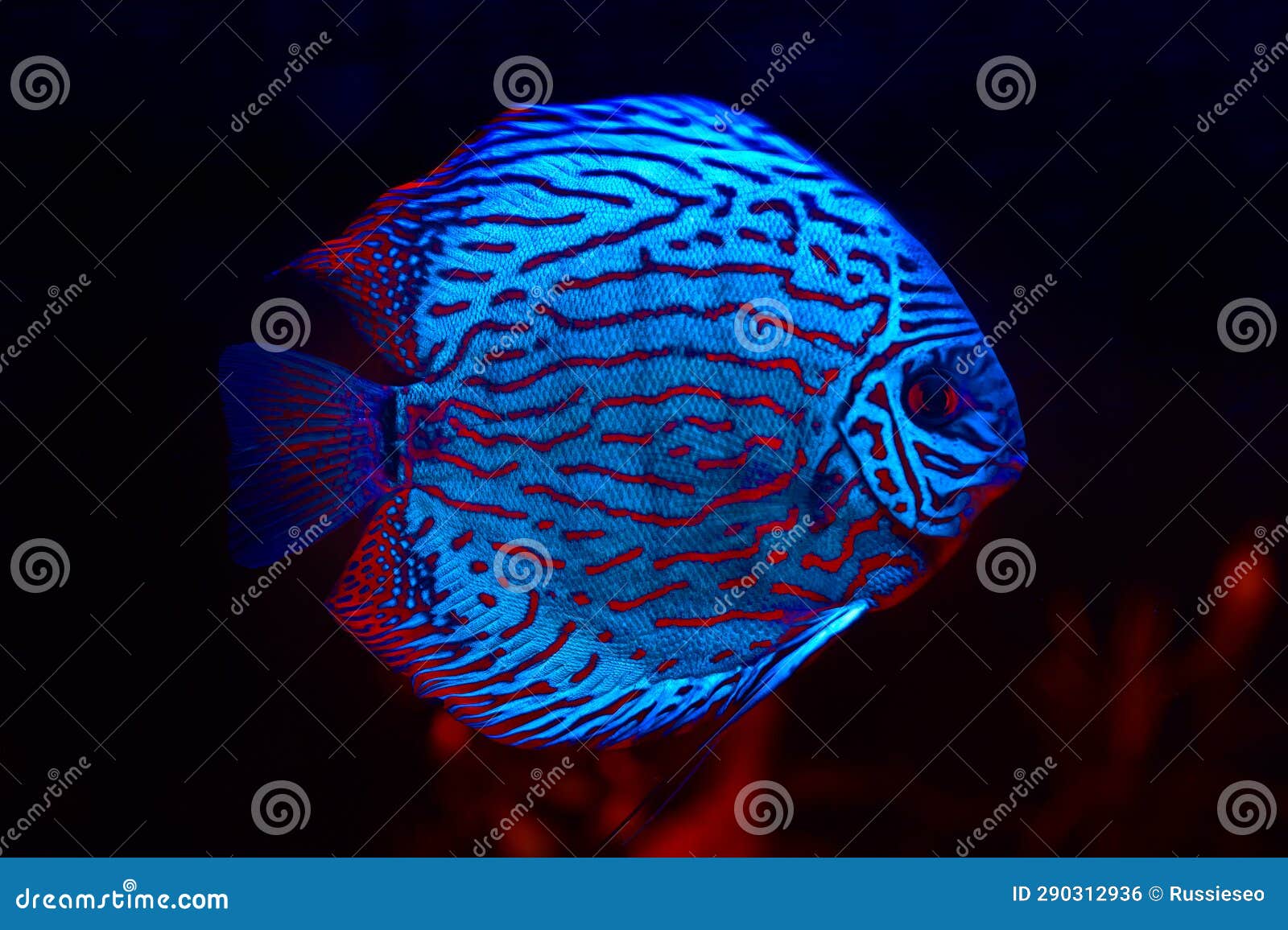 Discus tropical fish stock photo. Image of river, darkness - 290312936