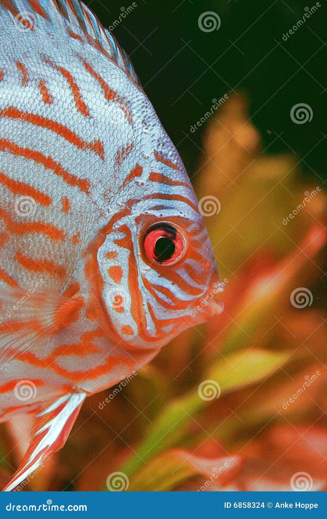 Discusfish turquoise stock photo. Image of water, diskus - 6858324