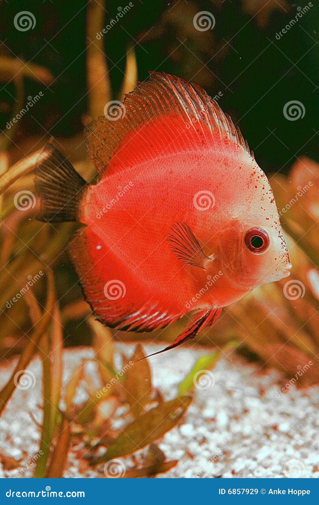 Discusfish White Face Picture. Image: 6857929