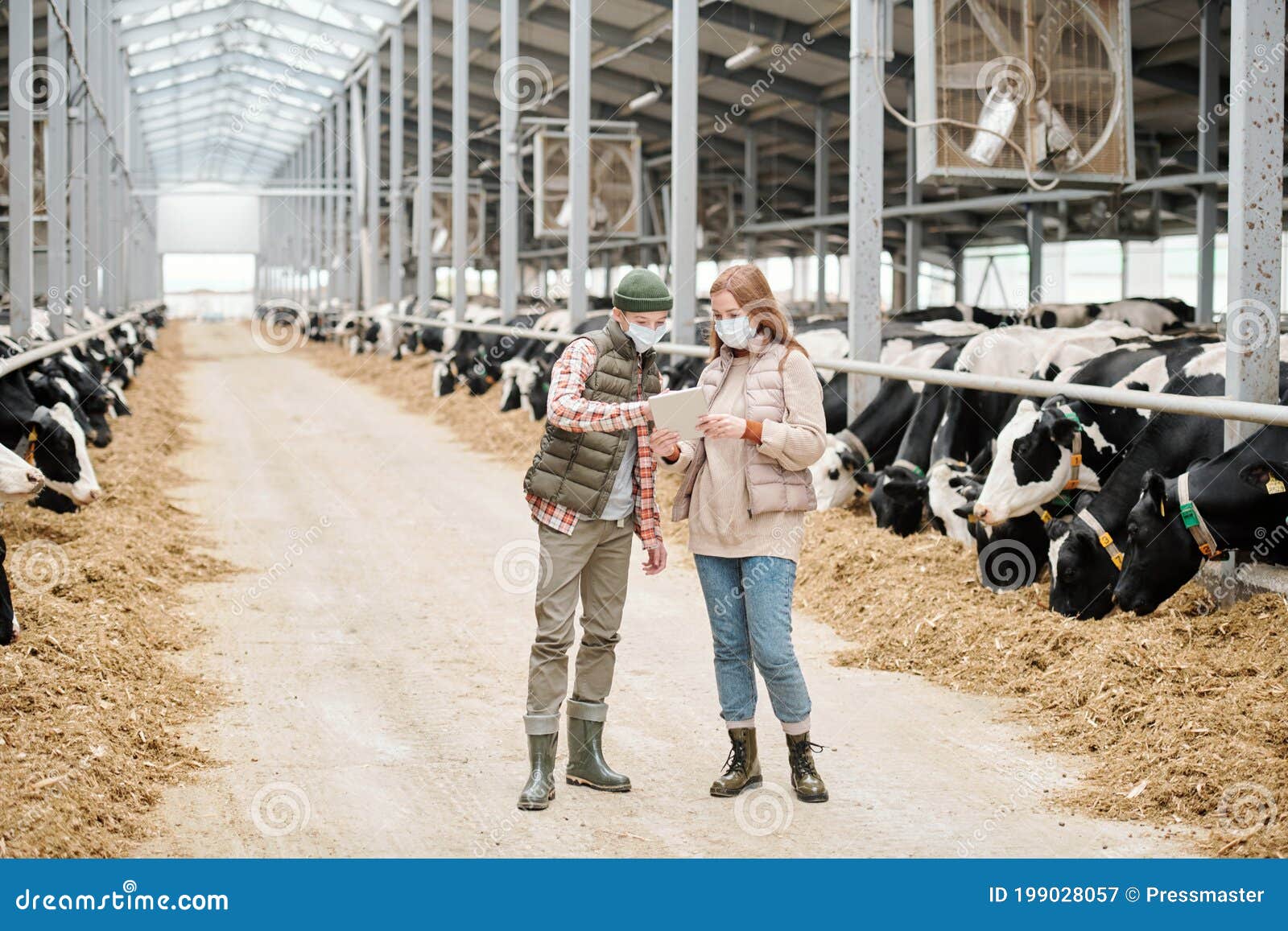 Discussing Schedule of Milking Cows Stock Image - Image of ranch ...