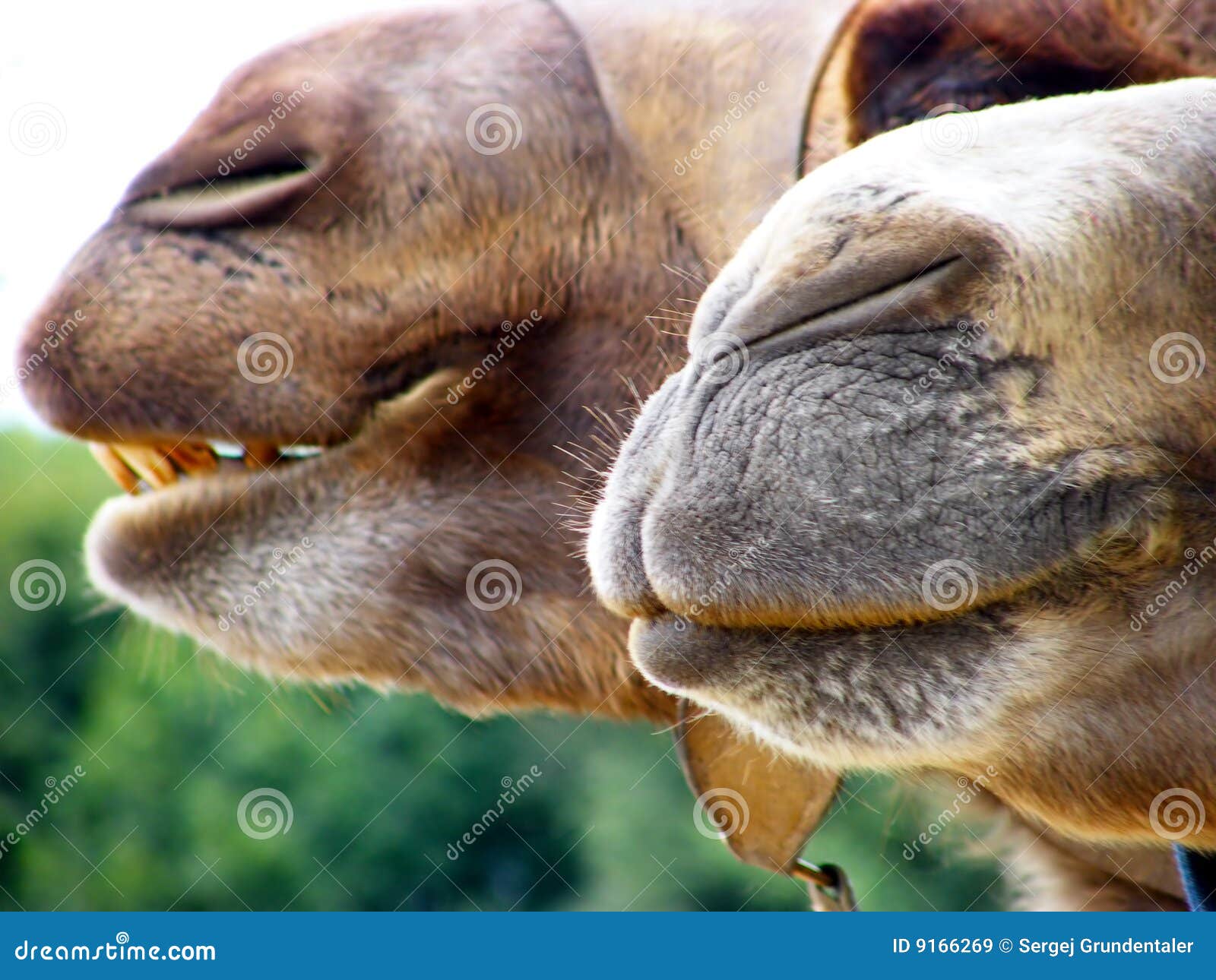 Discussion stock image. Image of animal, understanding - 9166269