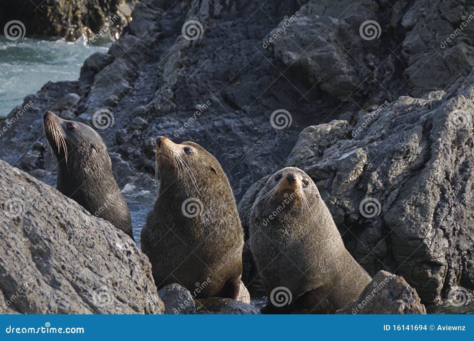 Disdain stock photo. Image of seals, rock, nature, zealand - 16141694