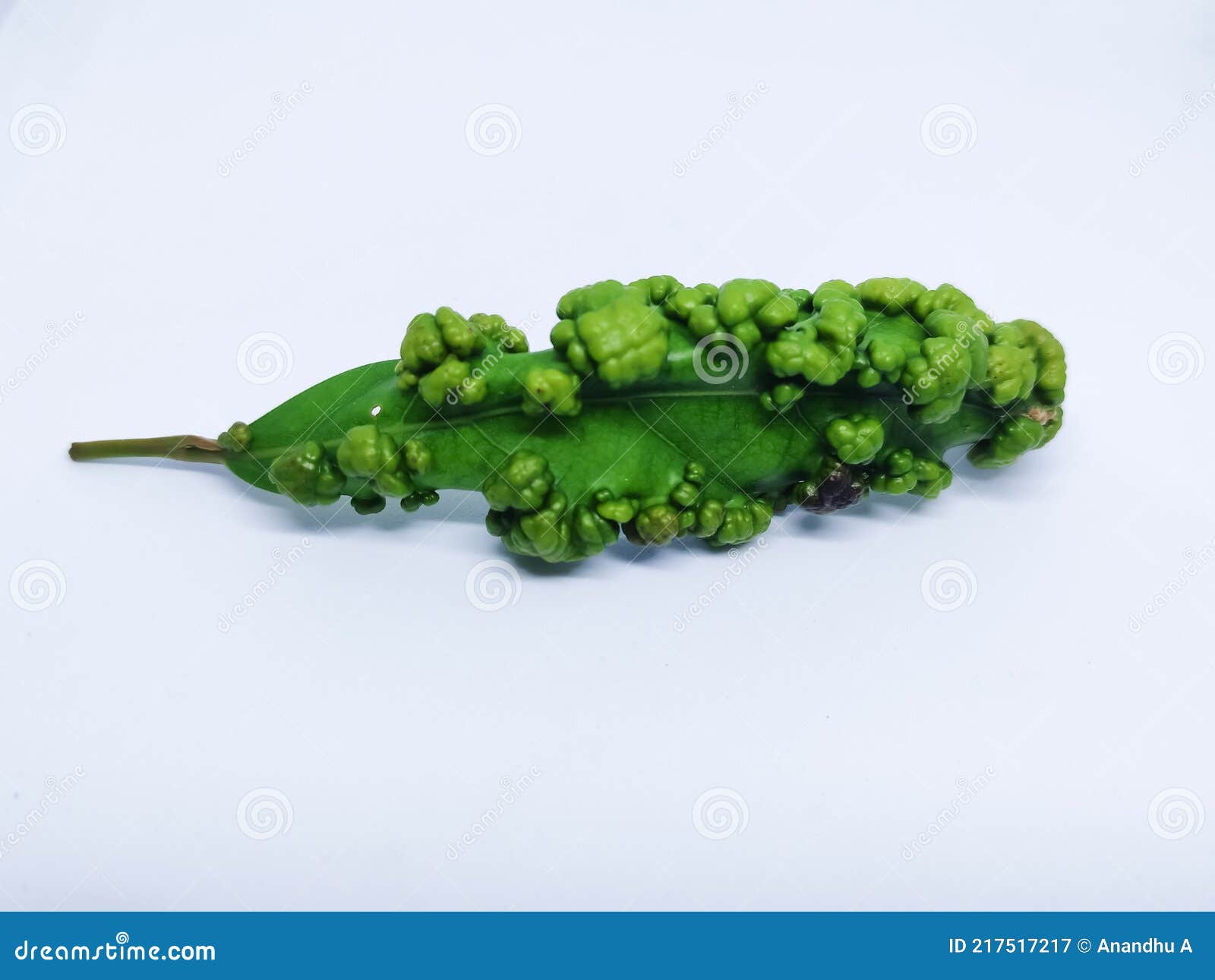 Disease Affected Green Leaf with White Back Ground. Die To Disease the ...