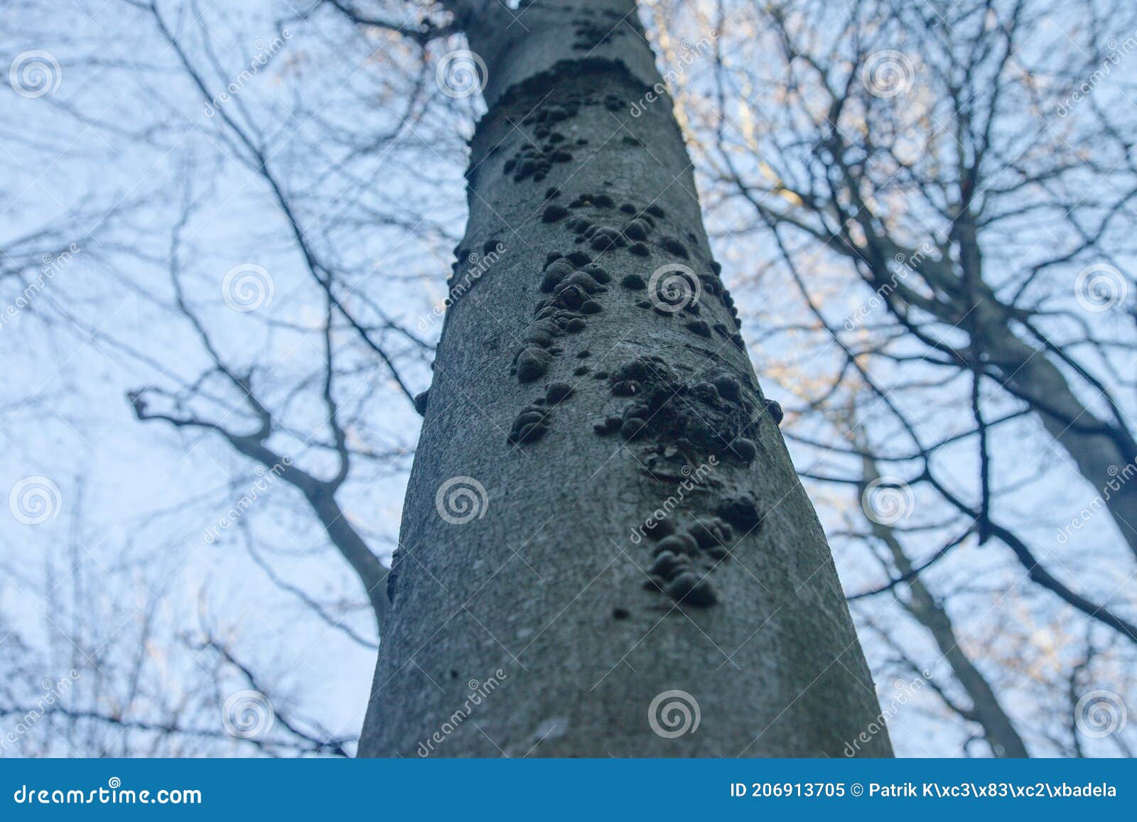 Disease on the Beech Tree in the Forest, Slovakia Stock Image - Image ...