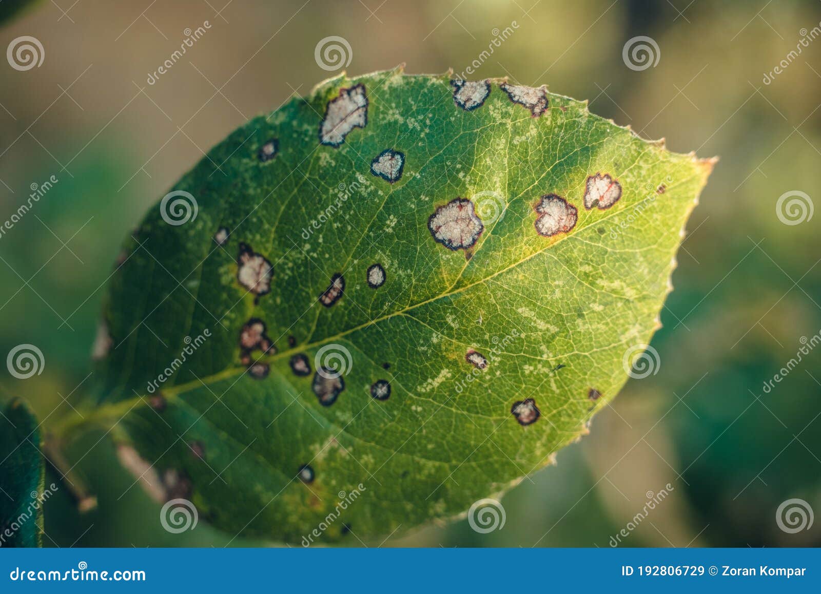 Disease Damaged Leaf of Rose with White Spots Bordered with Dark Color ...